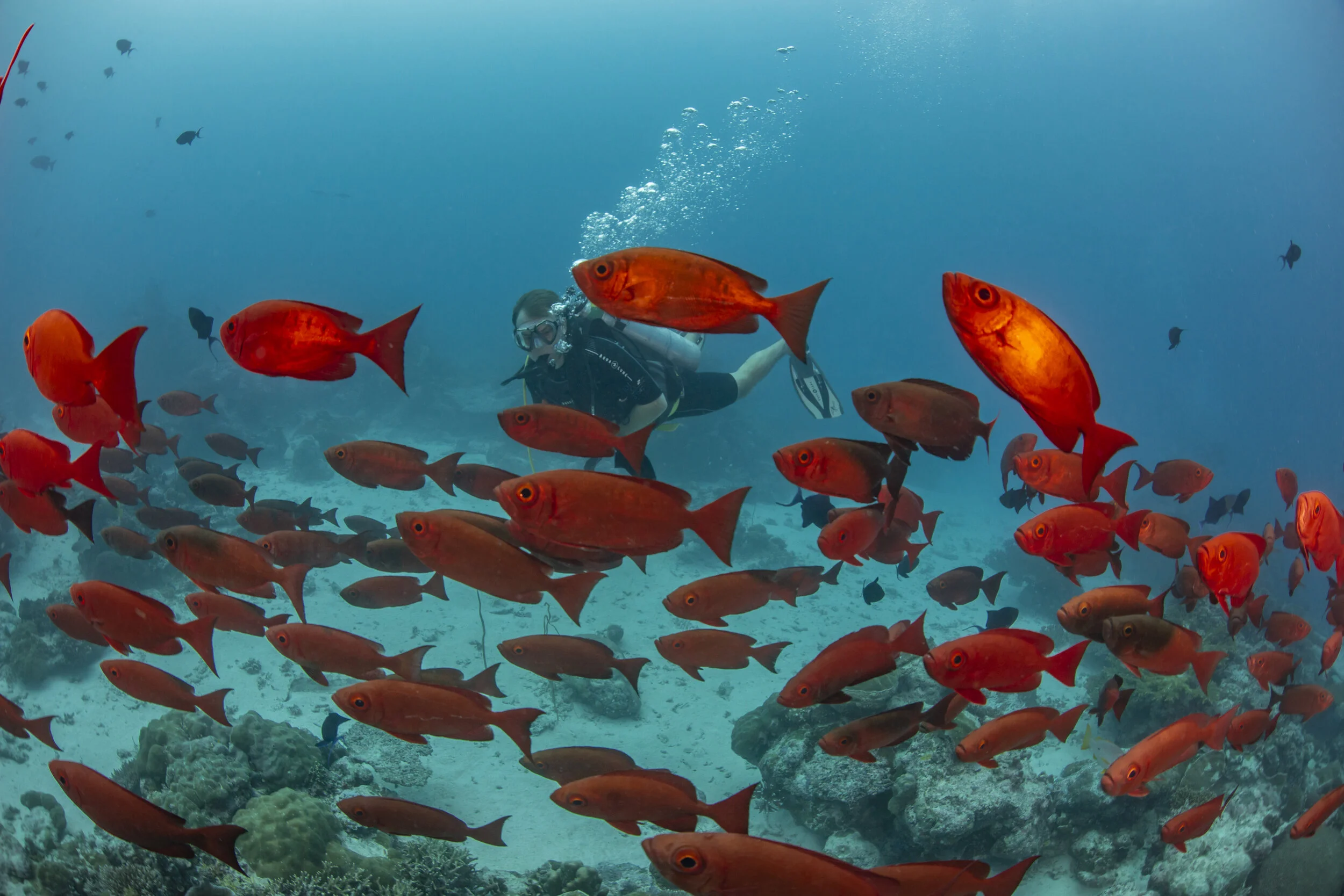 Palau Dive Shop & Travel Guide | Sam's Tours Palau