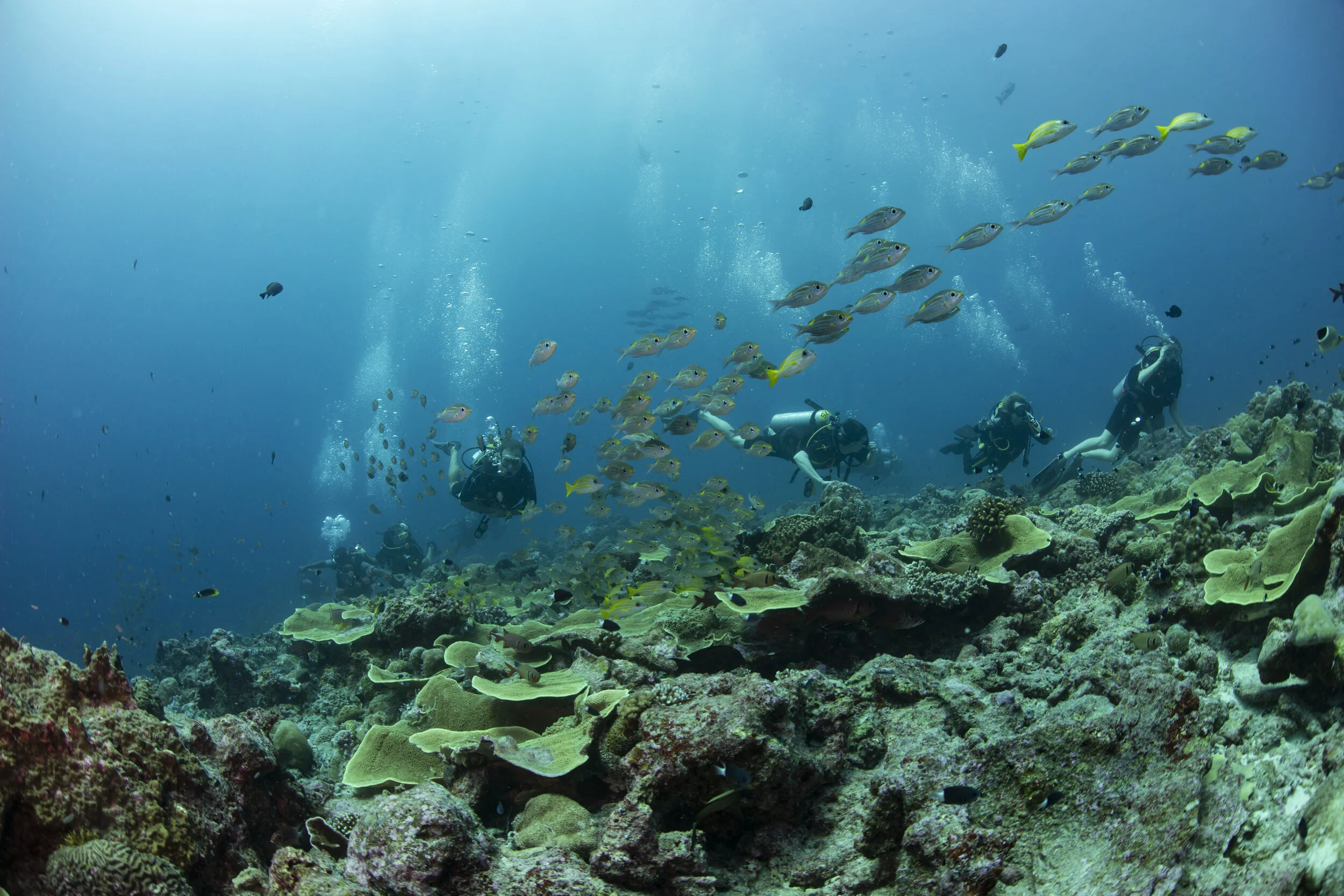 Palau Dive Shop & Travel Guide | Sam's Tours Palau