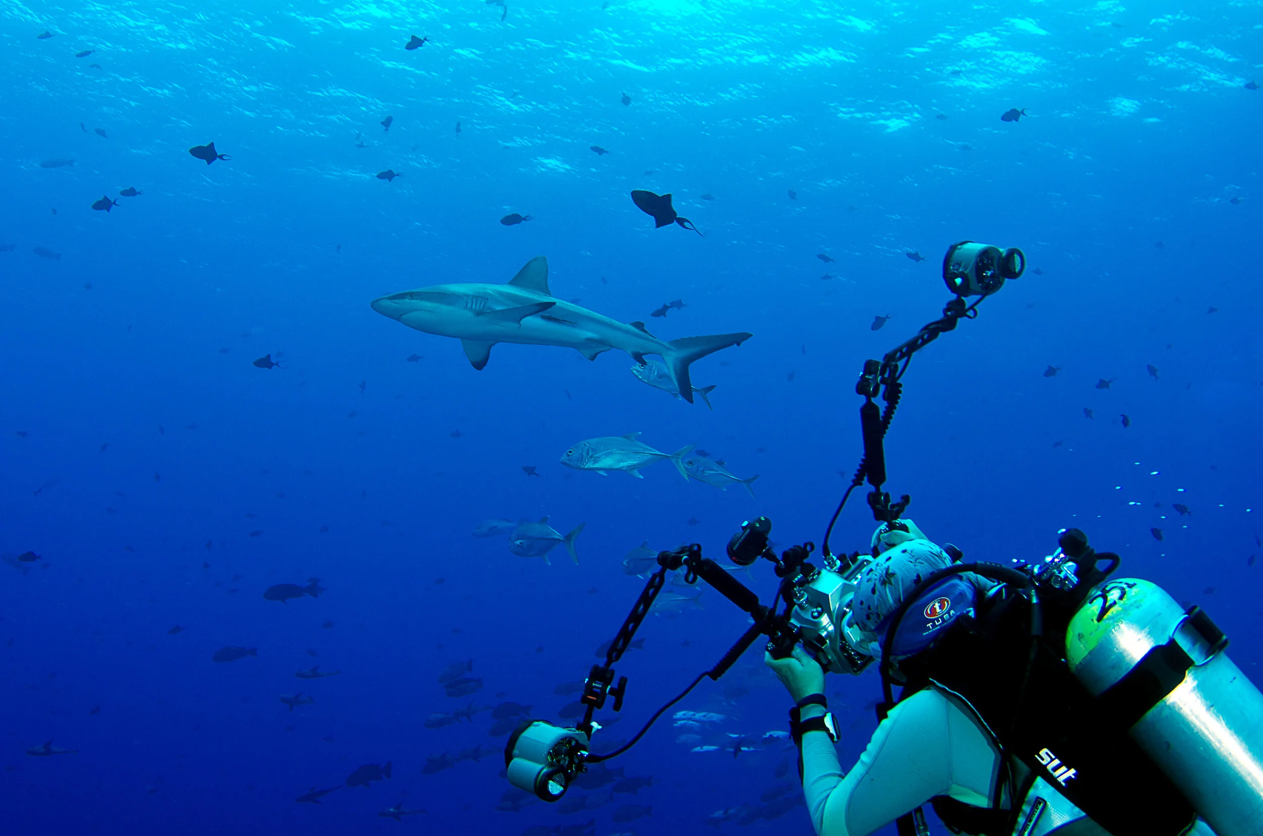 Specialty Diving | Sam's Tours Palau