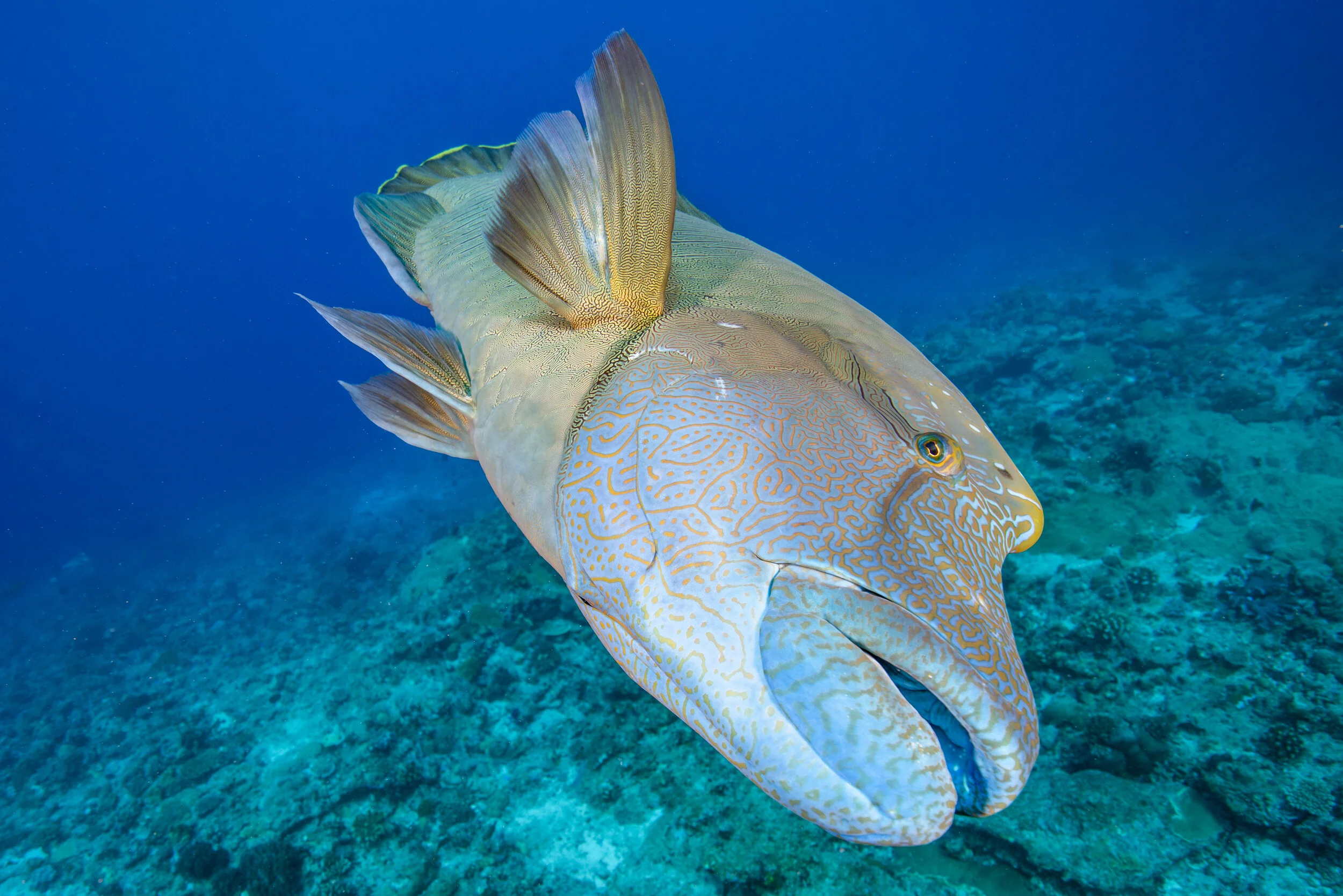 Palau Dive Shop & Travel Guide | Sam's Tours Palau