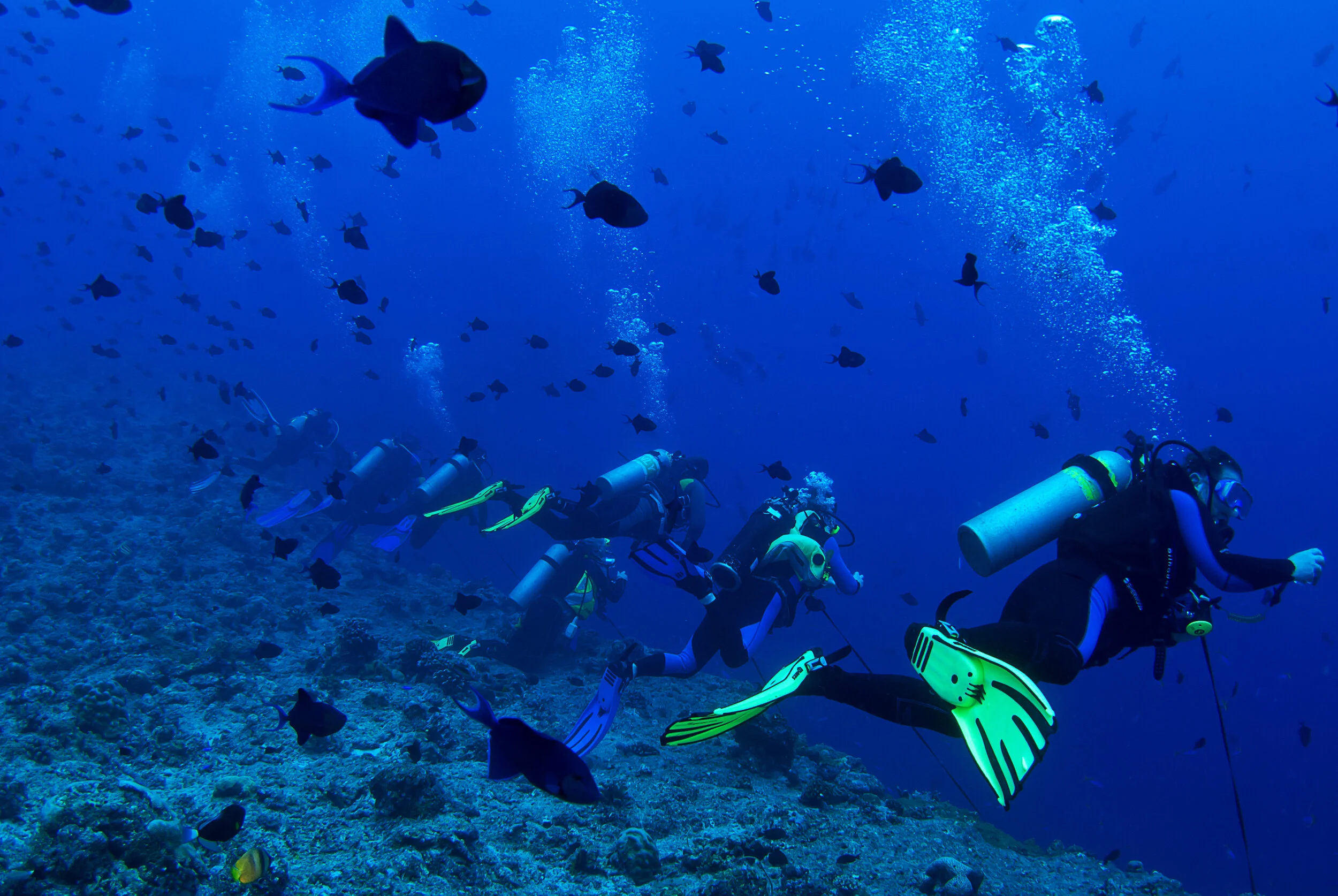 Contact Us | Palau Dive Shop and Travel Guide | Sam's Tours Palau