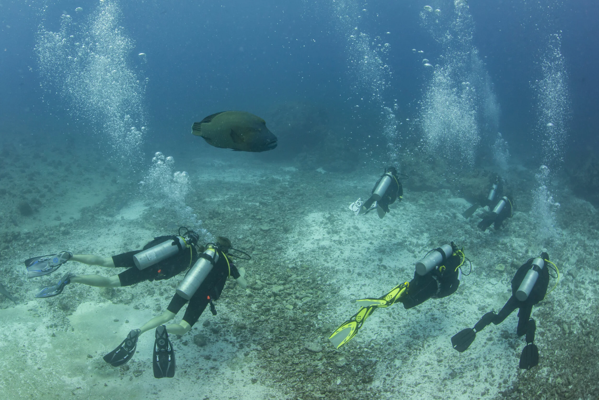 Palau Dive Shop & Travel Guide | Sam's Tours Palau