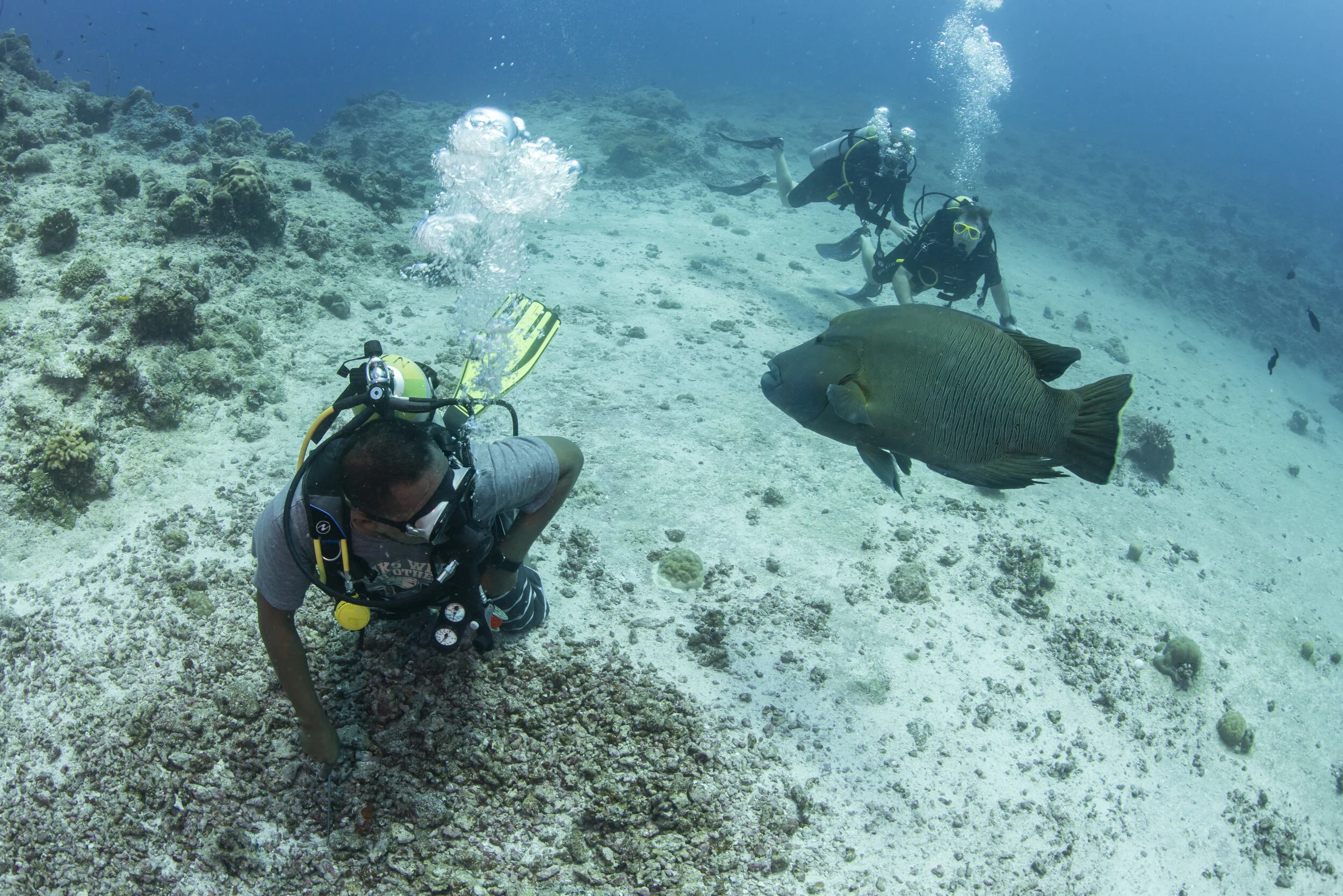 Palau Dive Shop & Travel Guide | Sam's Tours Palau