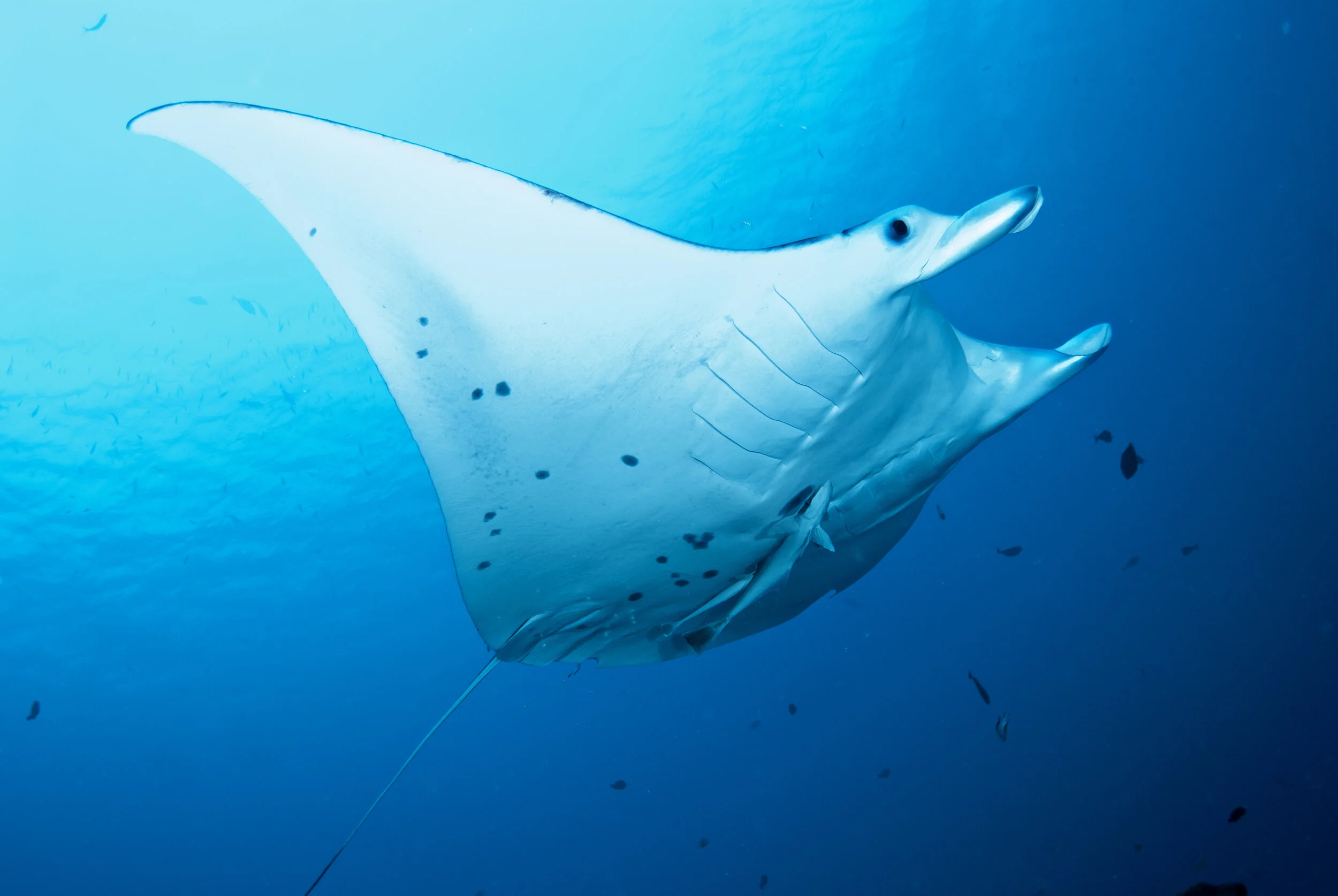 Palau Dive Shop & Travel Guide | Sam's Tours Palau