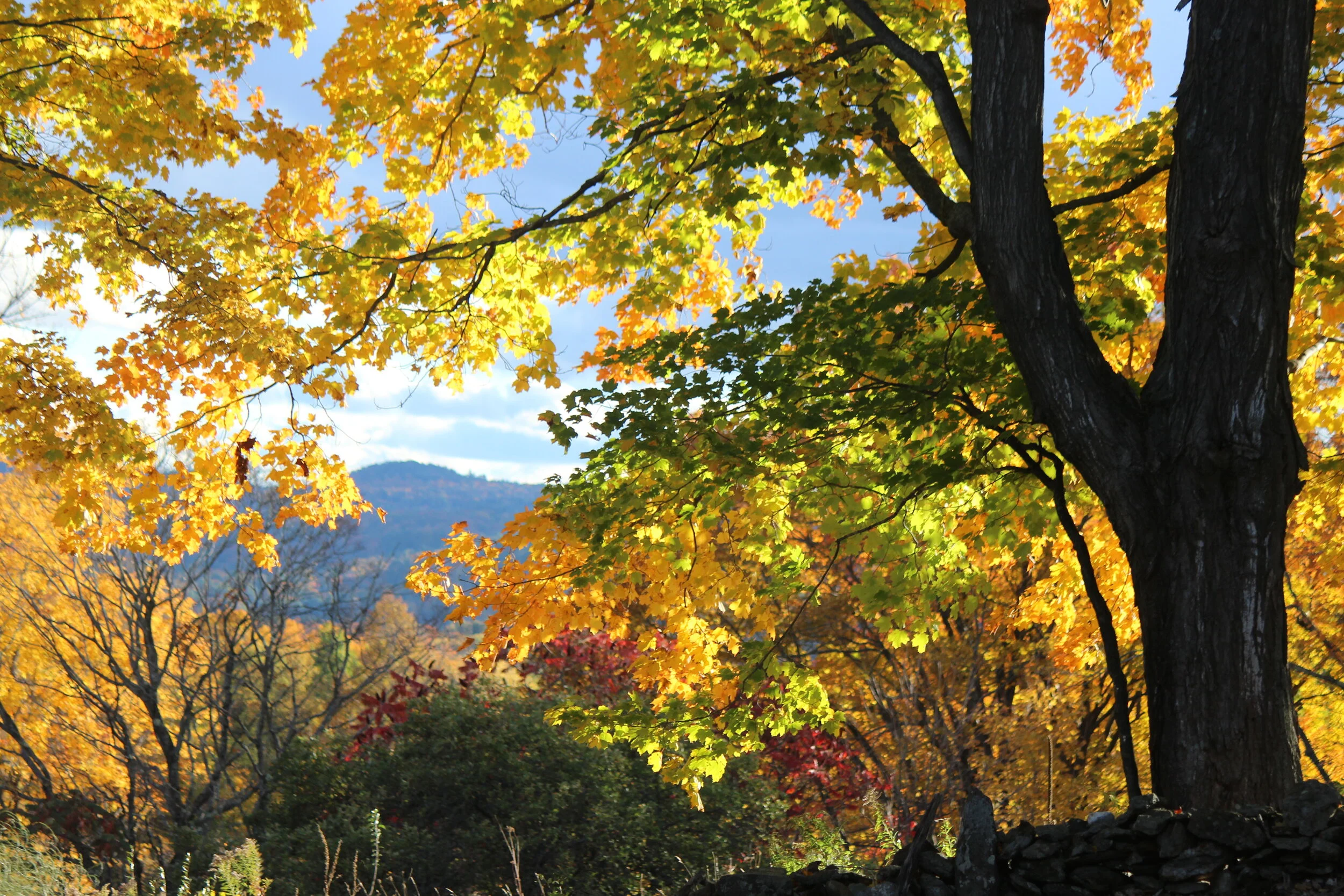 Photo Gallery — Earth Bridge Community Land Trust