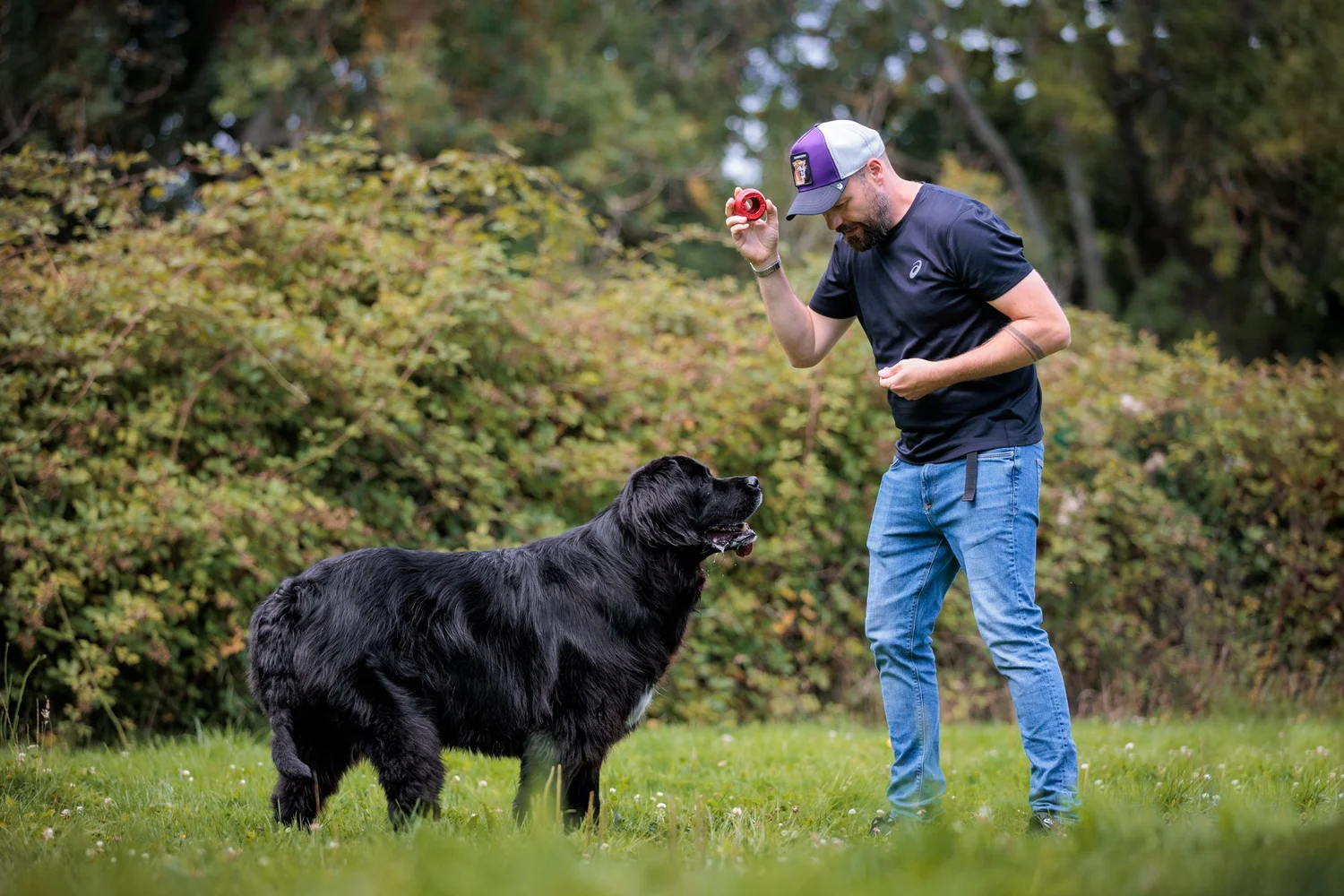Become an accredited and formerly recognised Dog Trainer