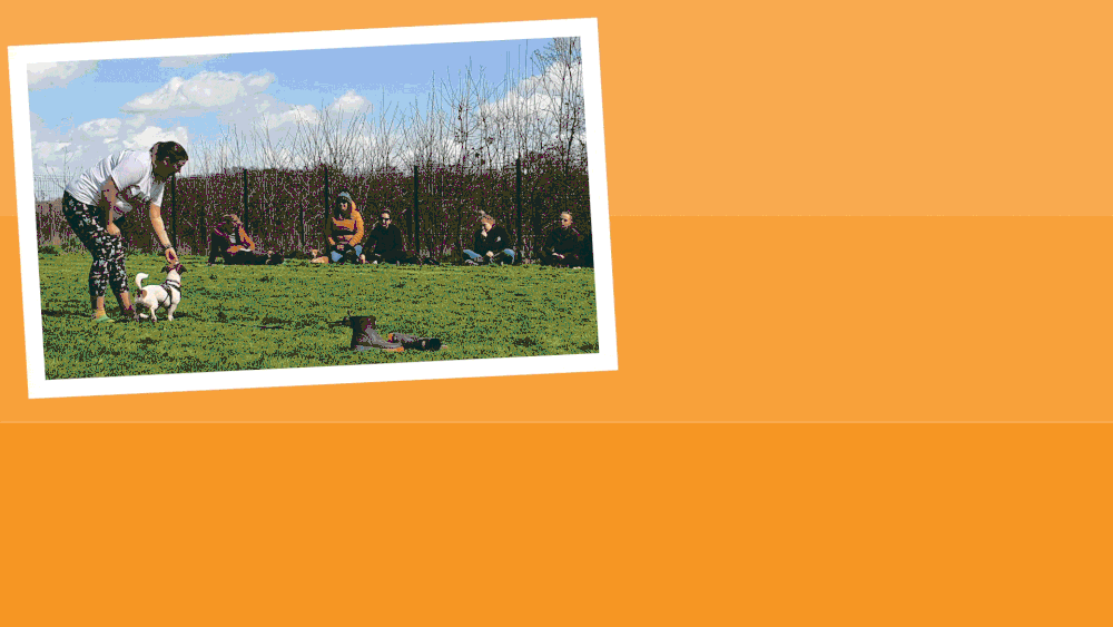 Become an accredited and formally recognised Dog Trainer