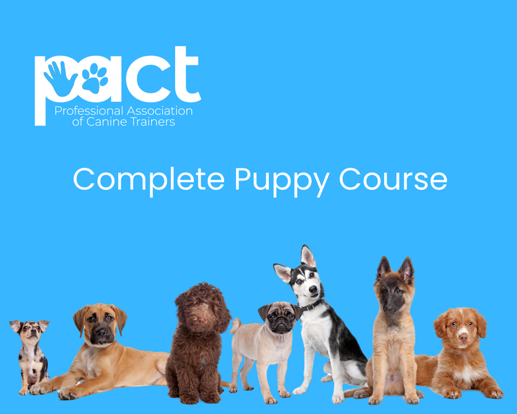 Become an accredited and formally recognised Dog Trainer