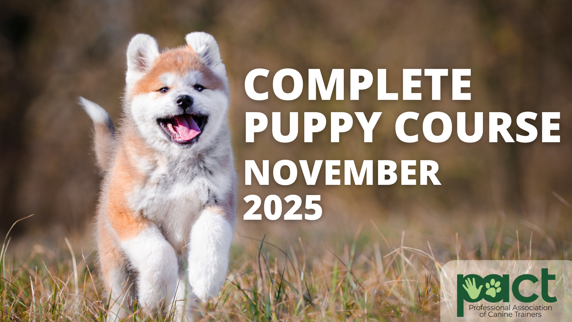 Become an accredited and formally recognised Dog Trainer