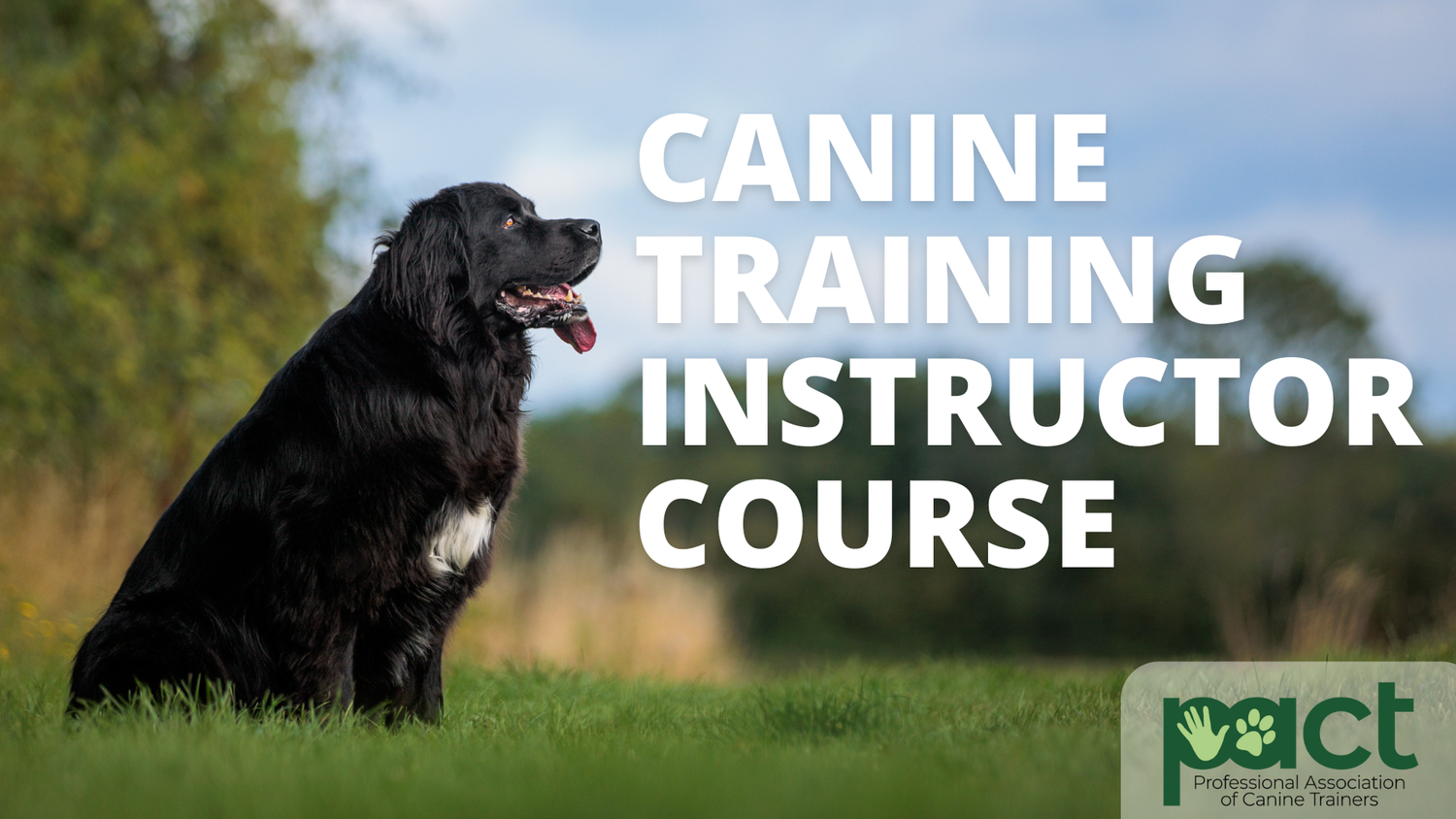 Become an accredited and formally recognised Dog Trainer