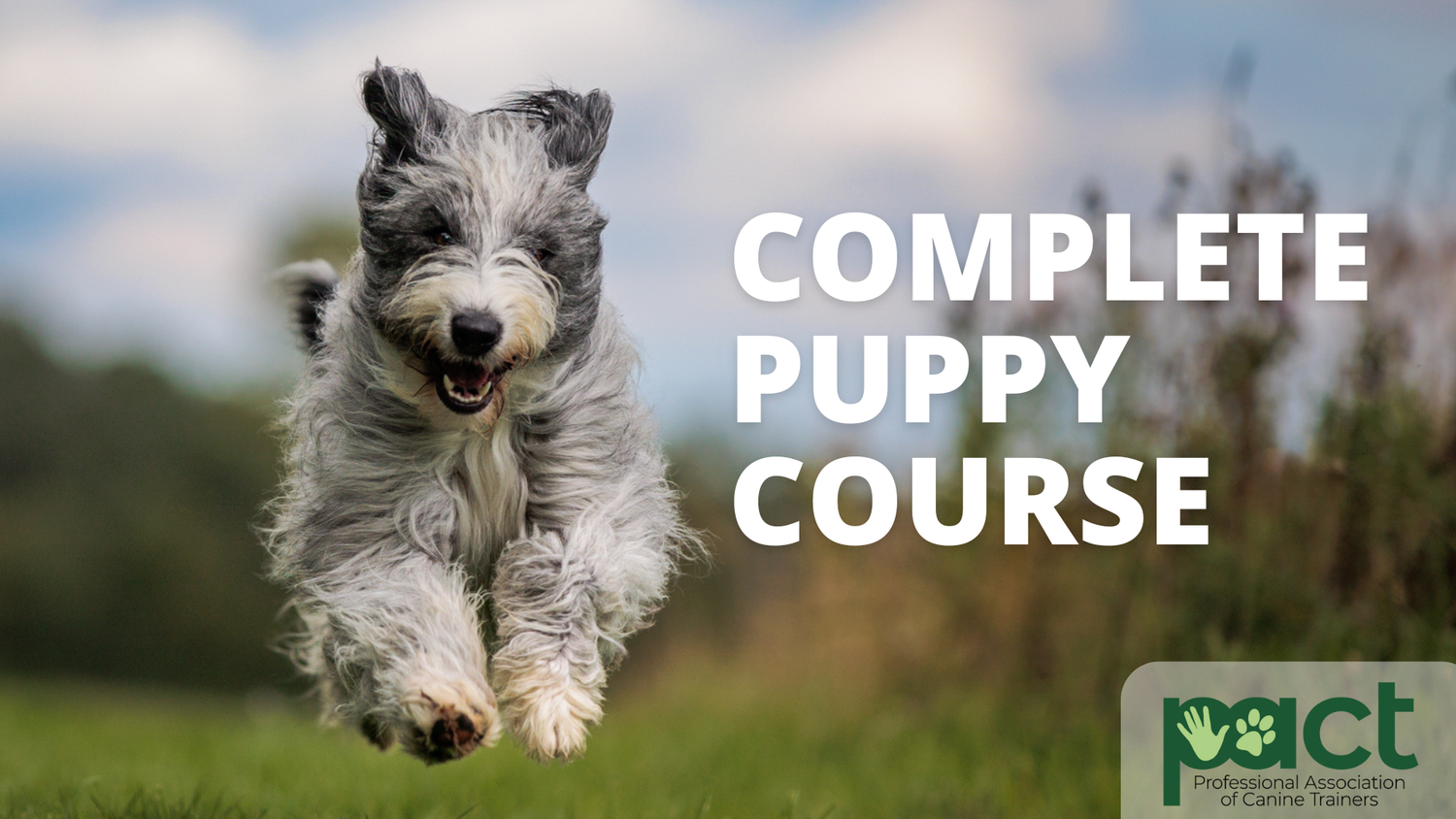 Become an accredited and formally recognised Dog Trainer