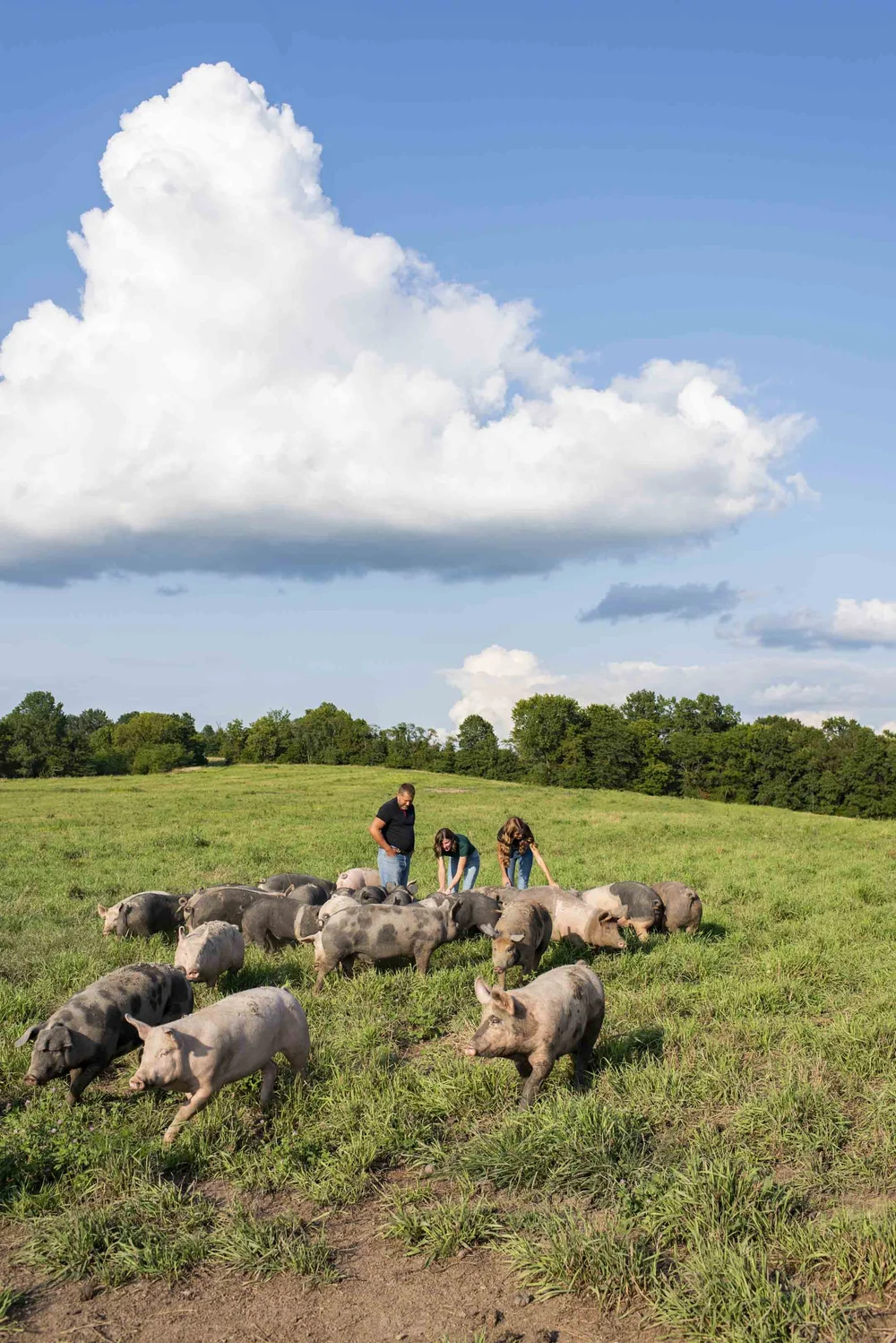 What Cuts of Pork Come with a Whole or Half Hog? — Sullivan Farms