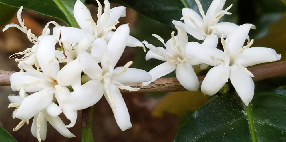 Strongtree Coffee Roasters