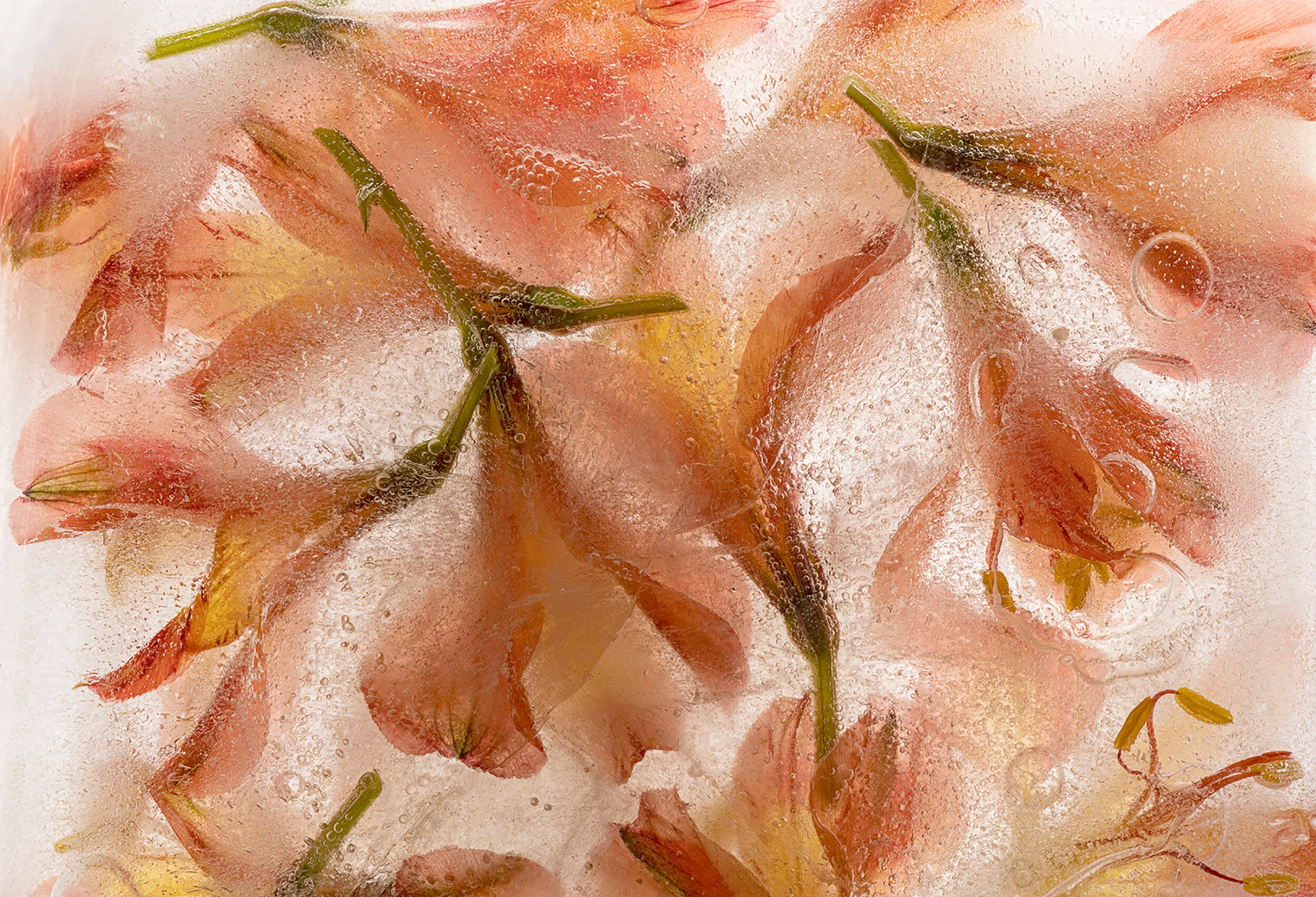 Frozen Flowers — Kathleen Clemons