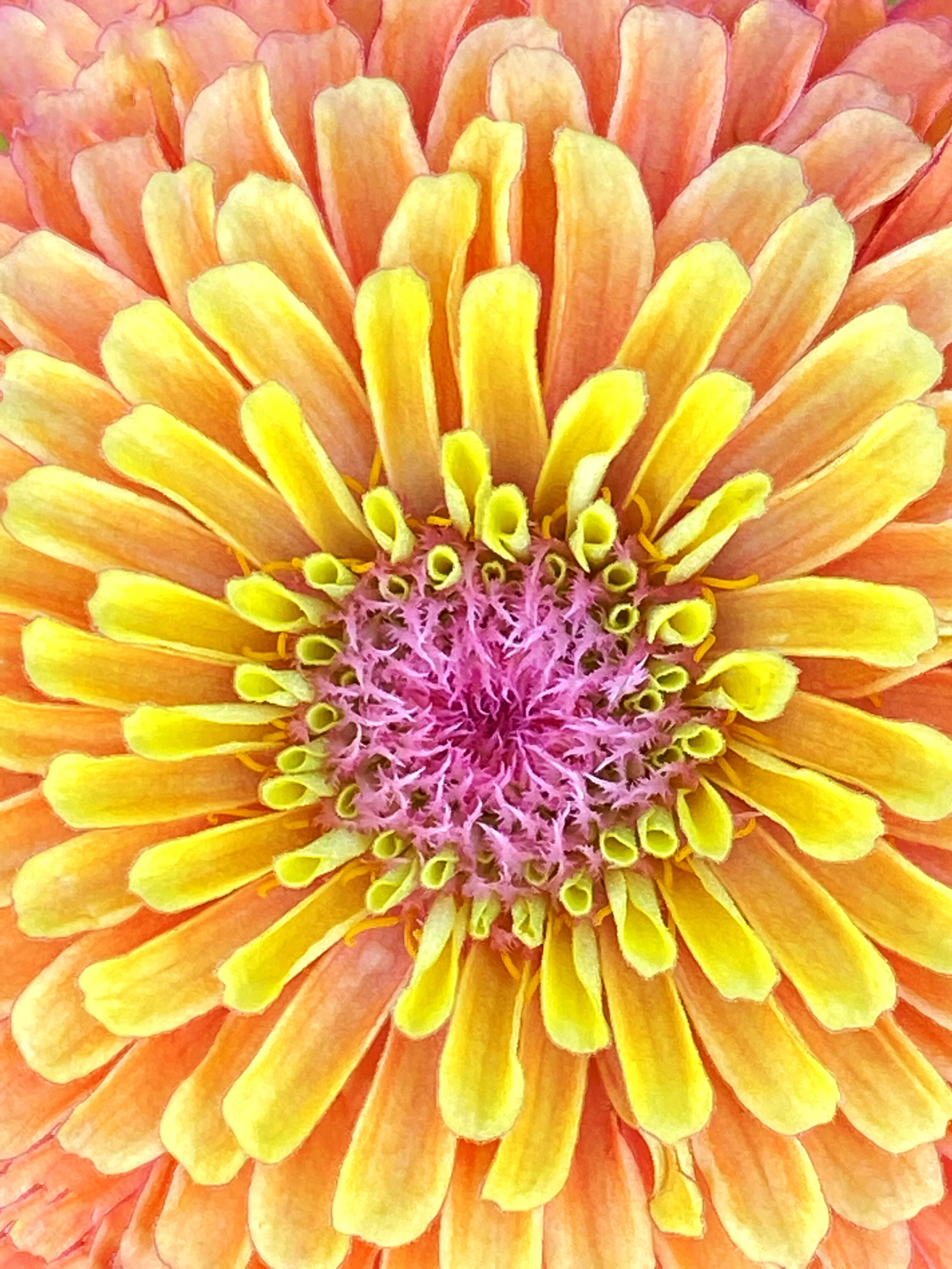 iPhone Flowers — Kathleen Clemons