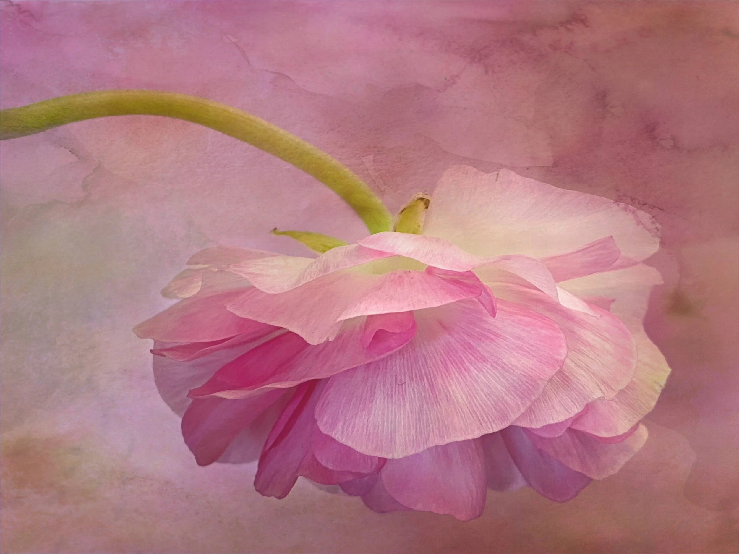 iPhone Flowers — Kathleen Clemons