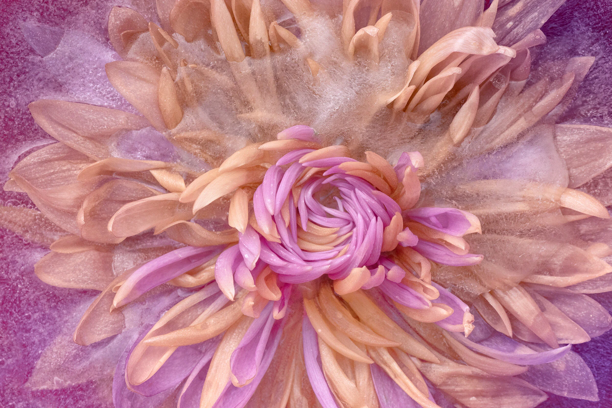 Frozen Flowers — Kathleen Clemons