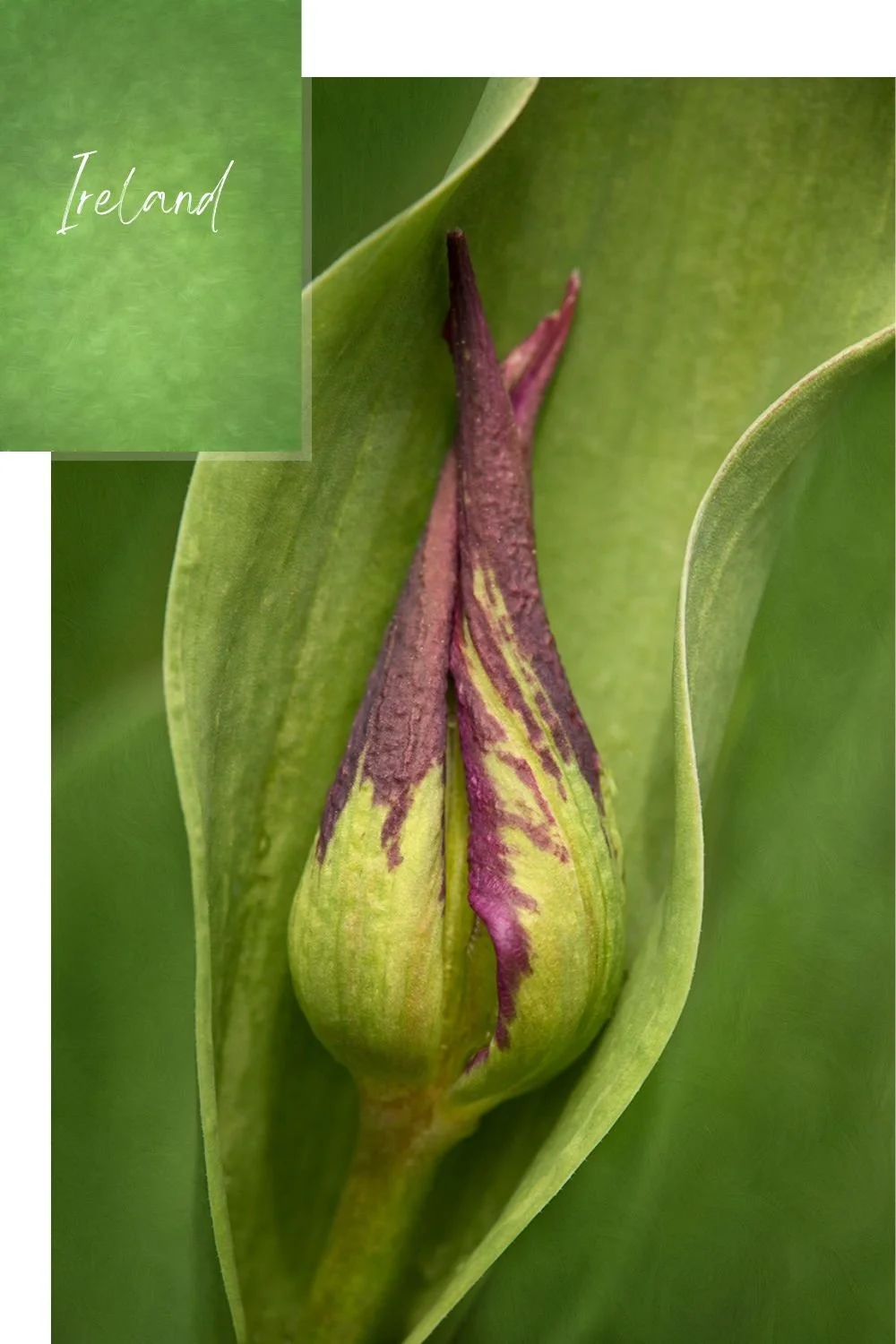 Gallery 3 — Kathleen Clemons