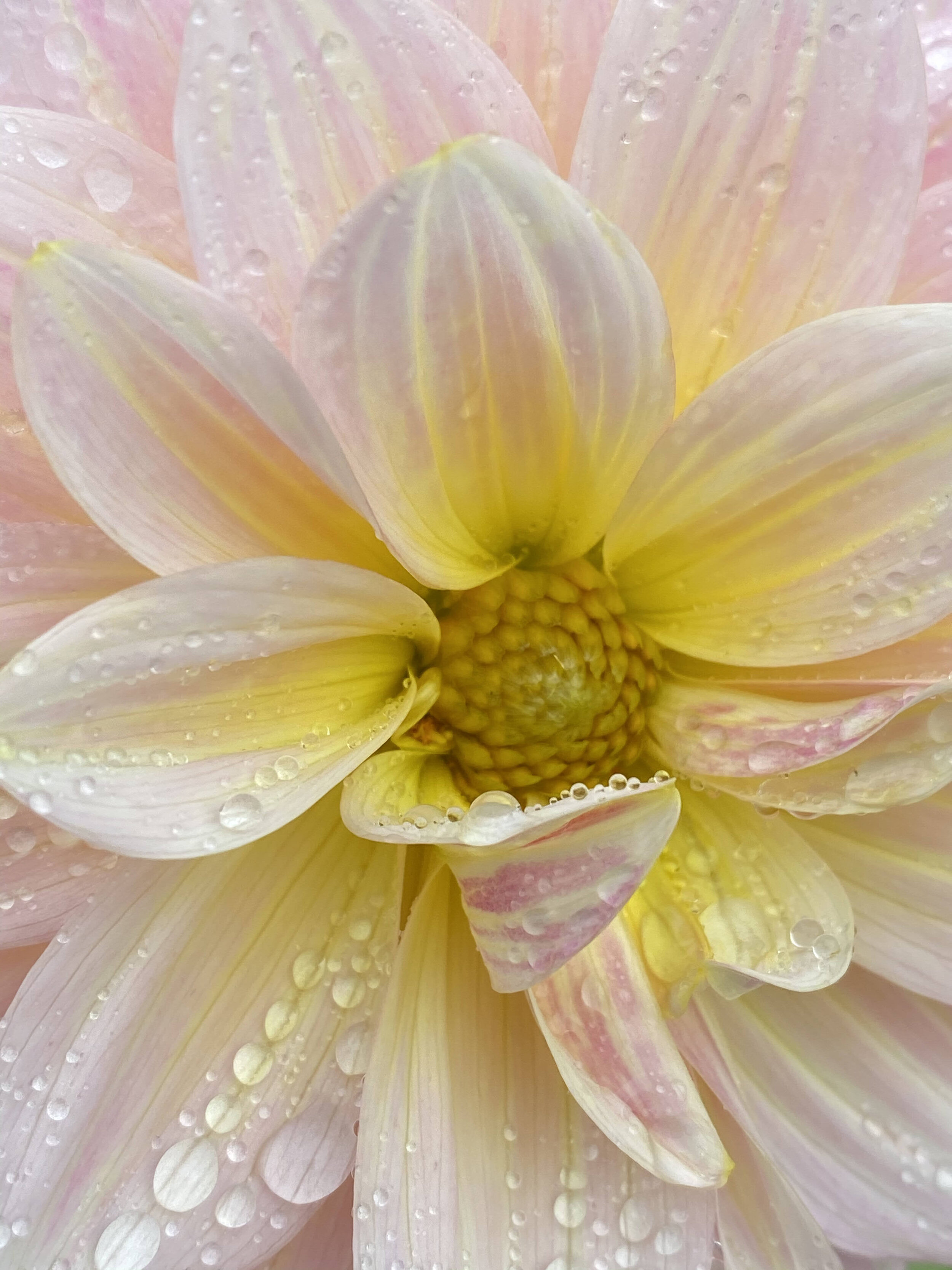 iPhone Flowers — Kathleen Clemons