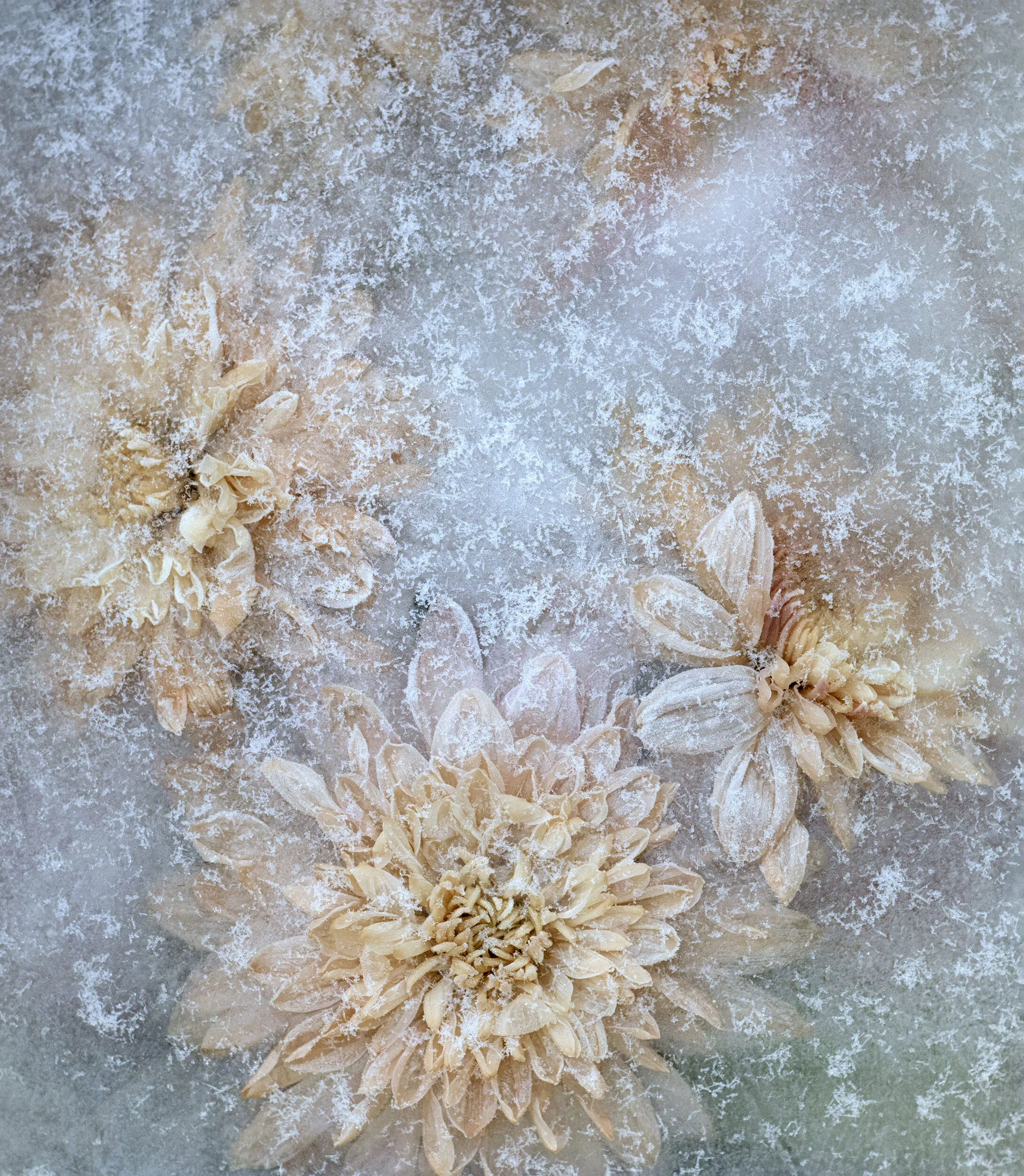Frozen Flowers — Kathleen Clemons