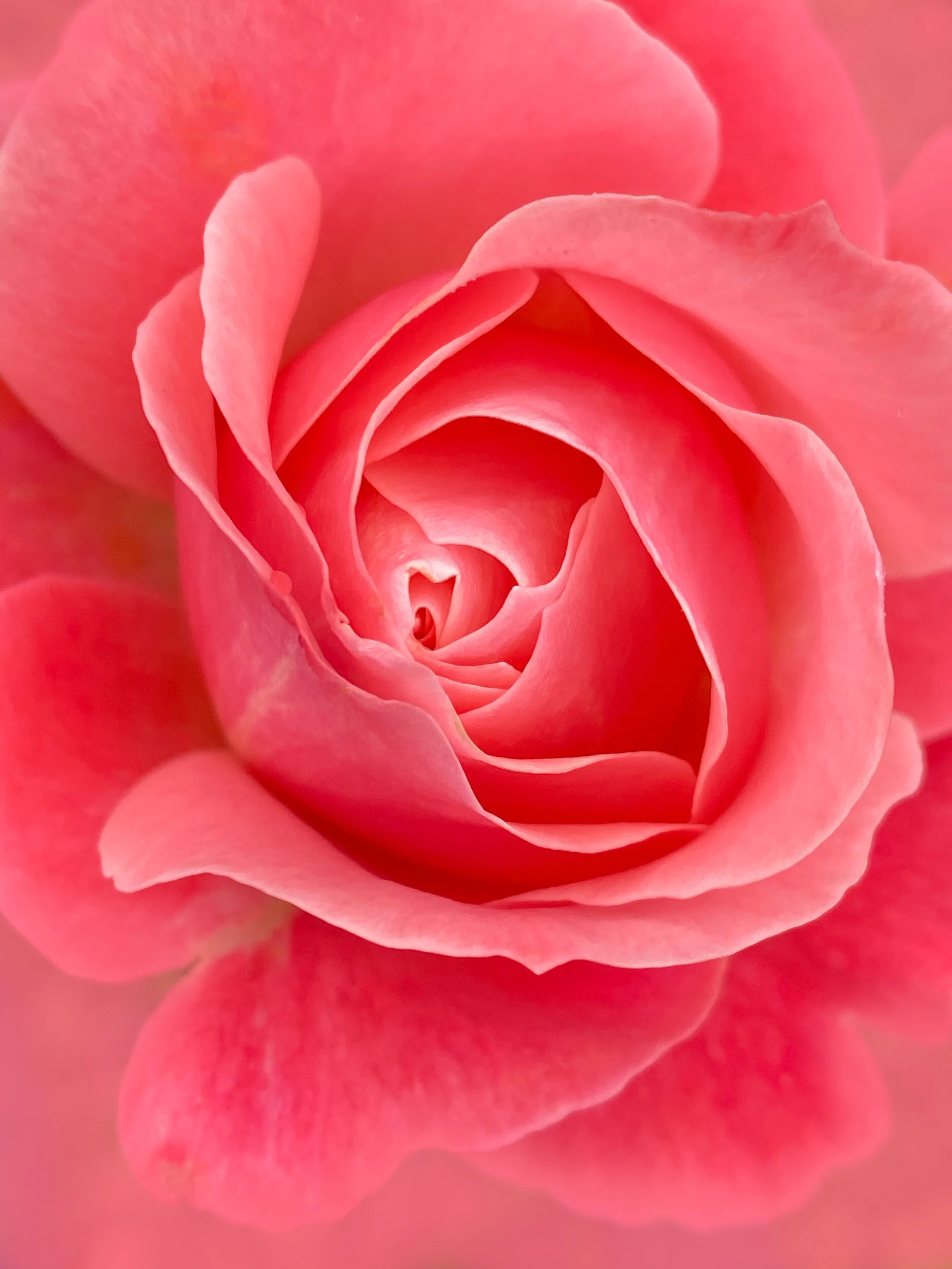 iPhone Flowers — Kathleen Clemons