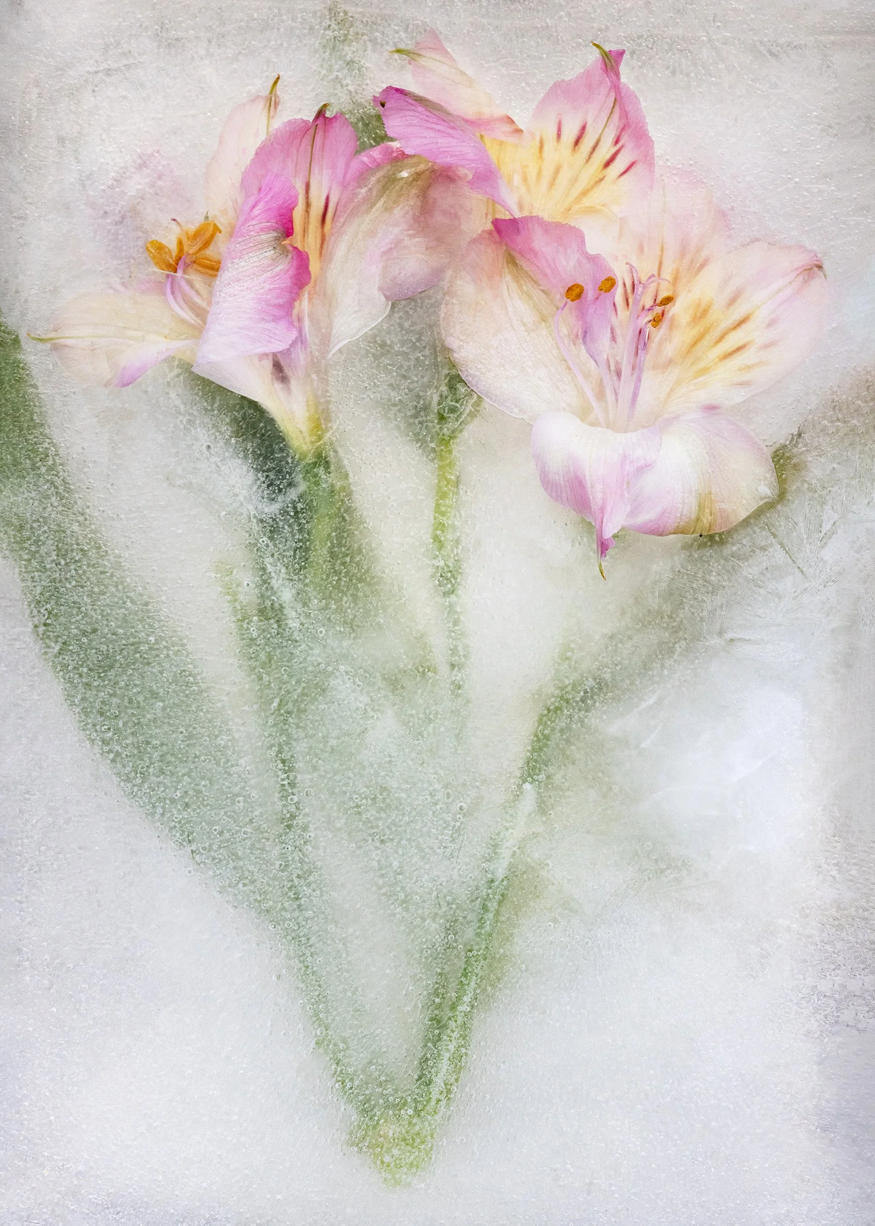 Frozen Flowers — Kathleen Clemons