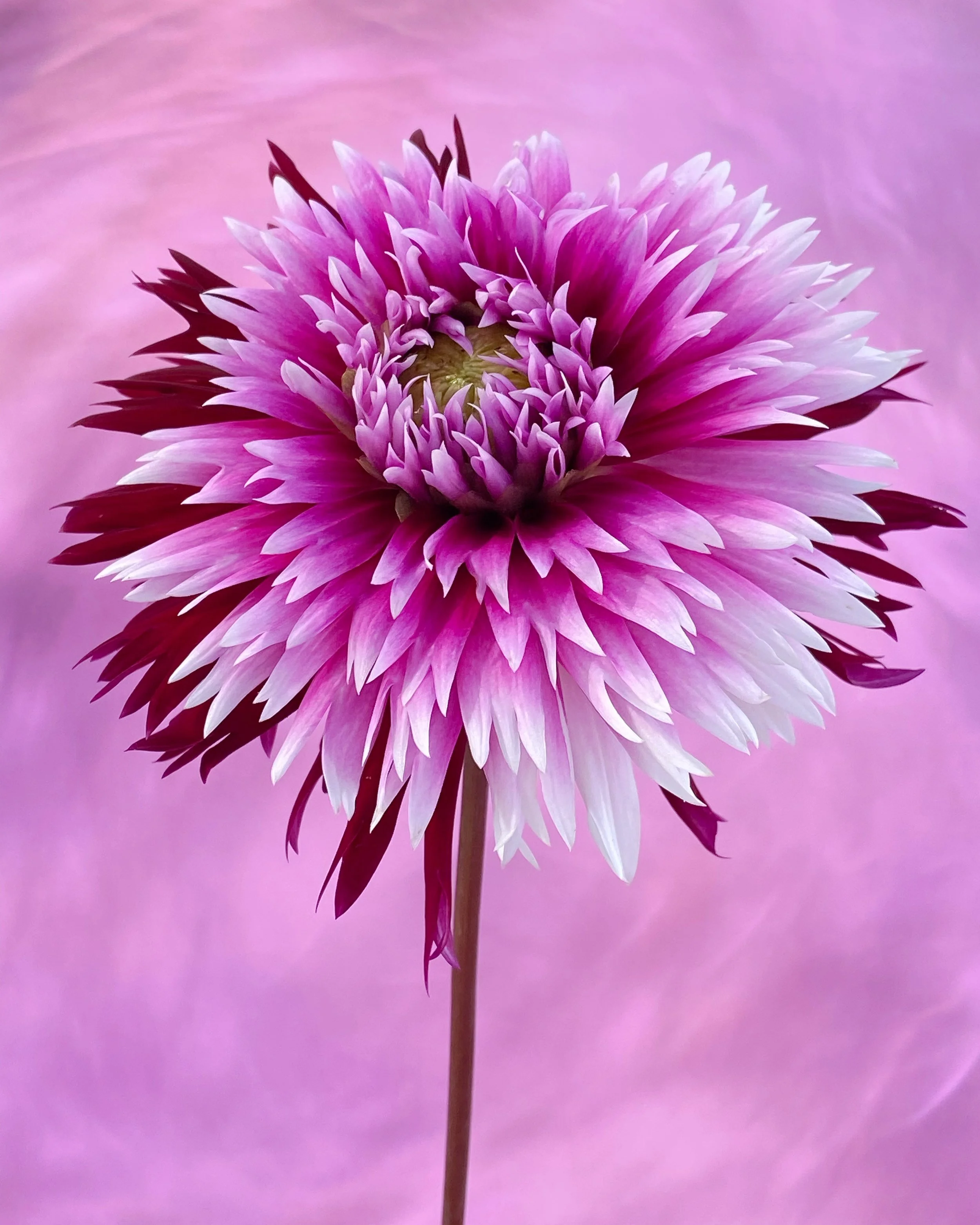 iPhone Flowers — Kathleen Clemons