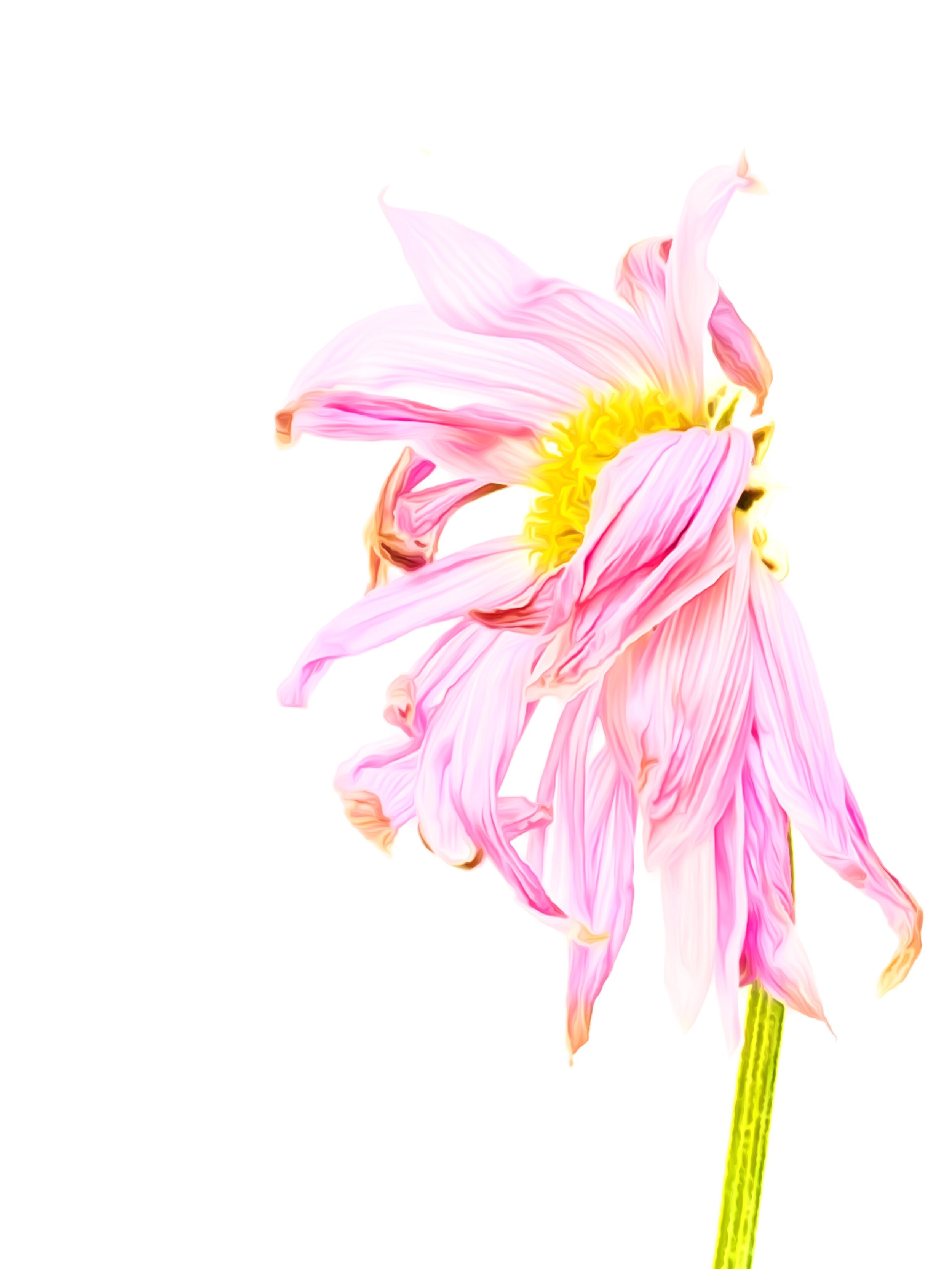 iPhone Flowers — Kathleen Clemons