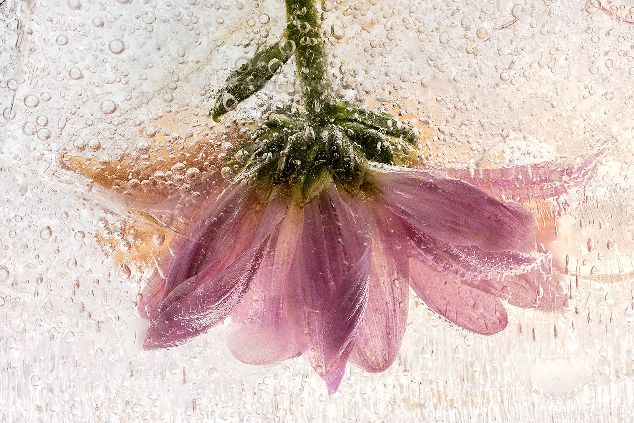 Frozen Flowers — Kathleen Clemons