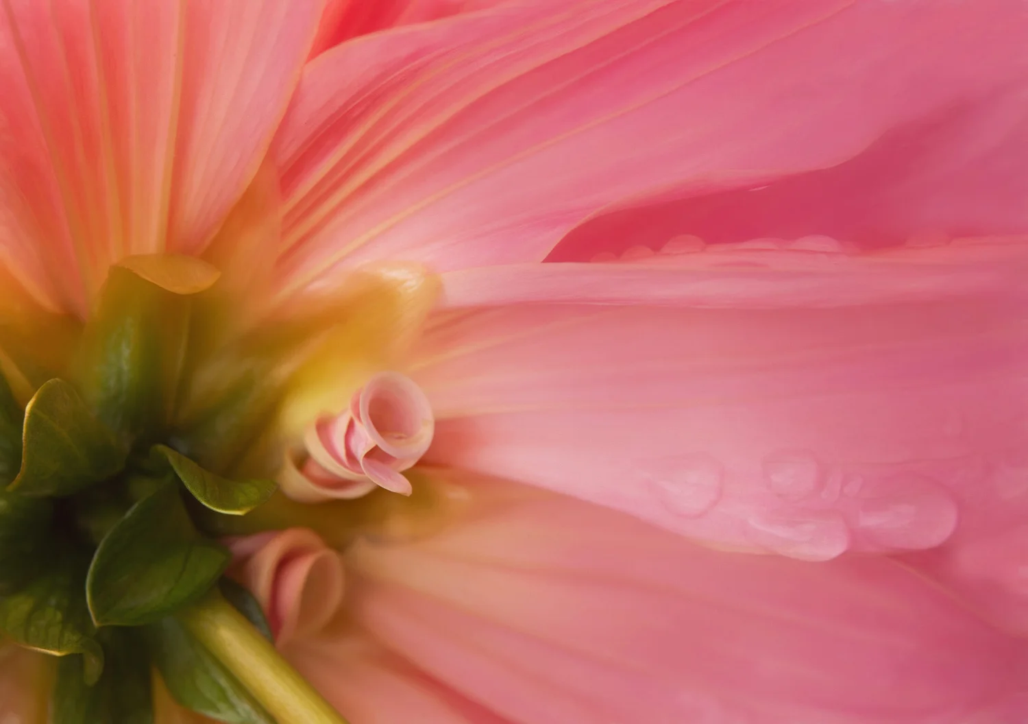 Main Gallery — Kathleen Clemons