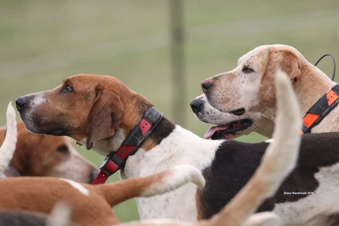 TNYH - Welcome to the Toronto & North York Hunt!