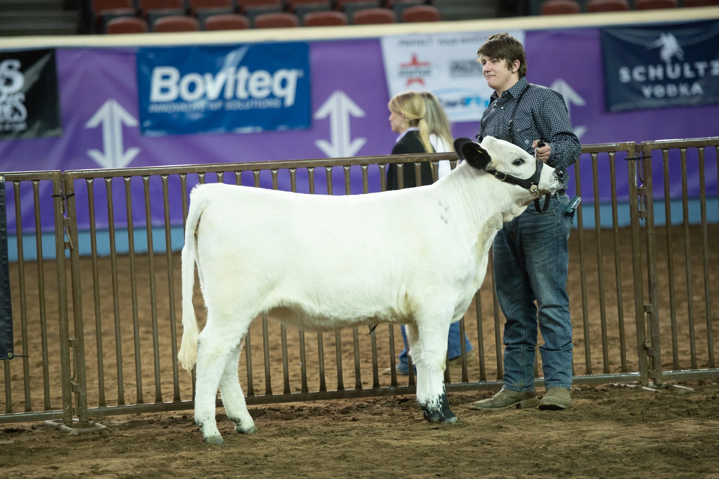 British White Cattle For Sale — Black Label Farms