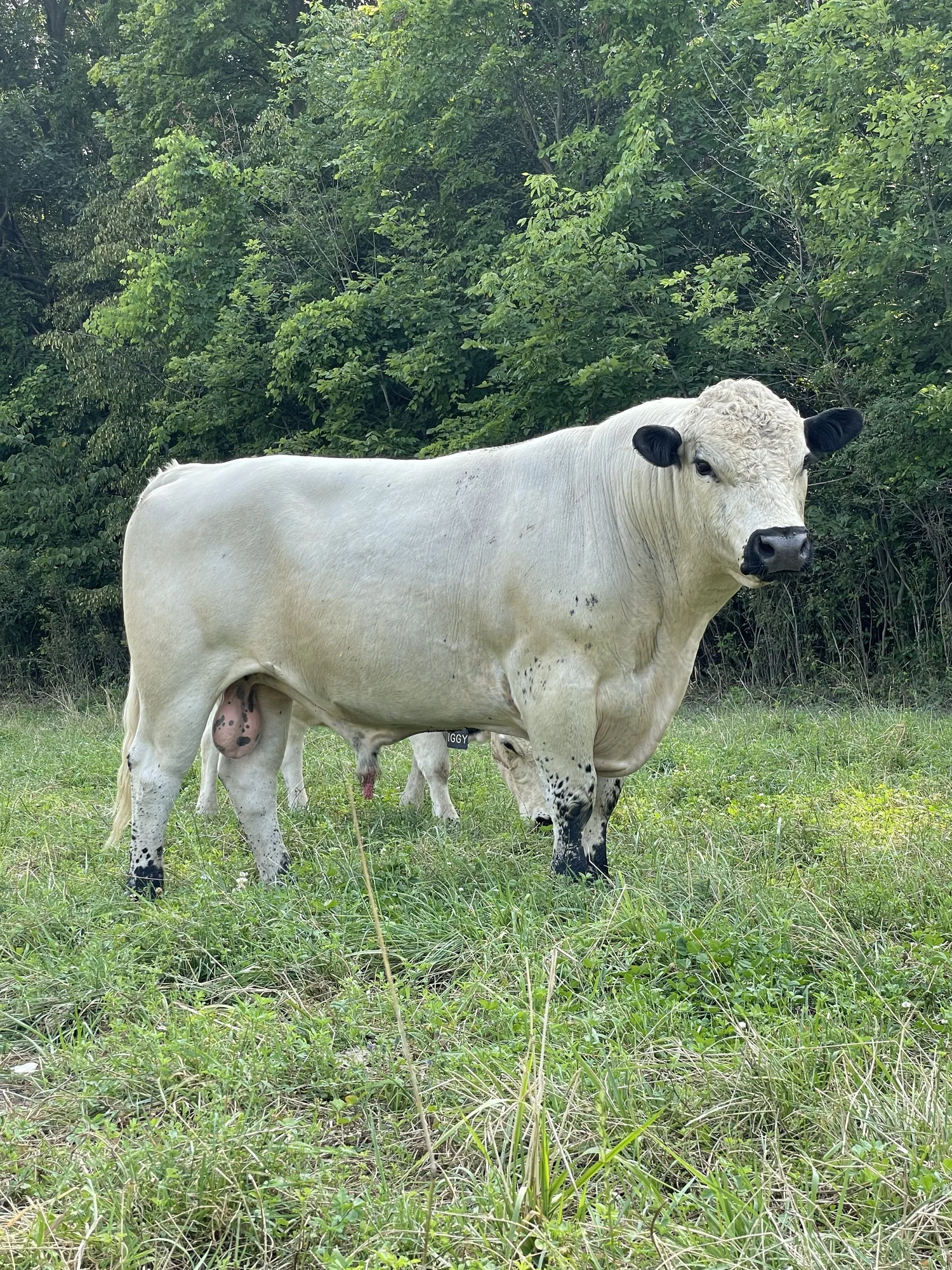 British White Cattle Semen — Black Label Farms