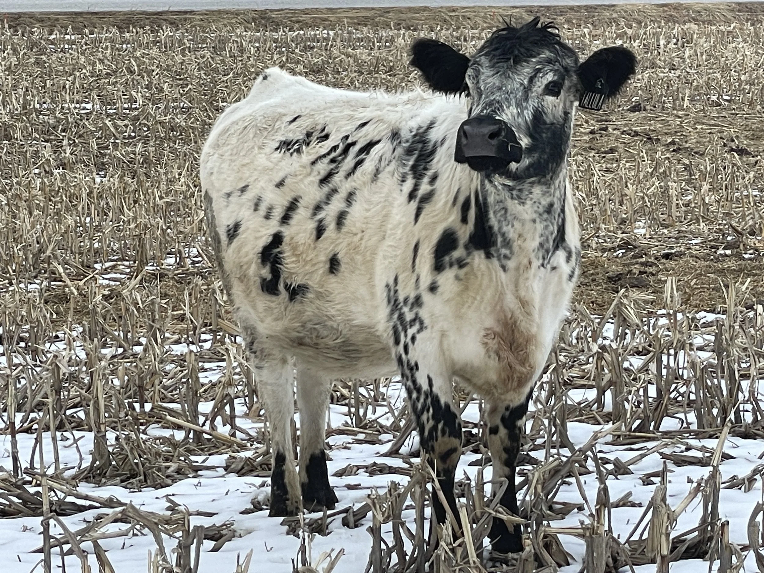 What you Need to Know About British White Cattle — Black Label Farms