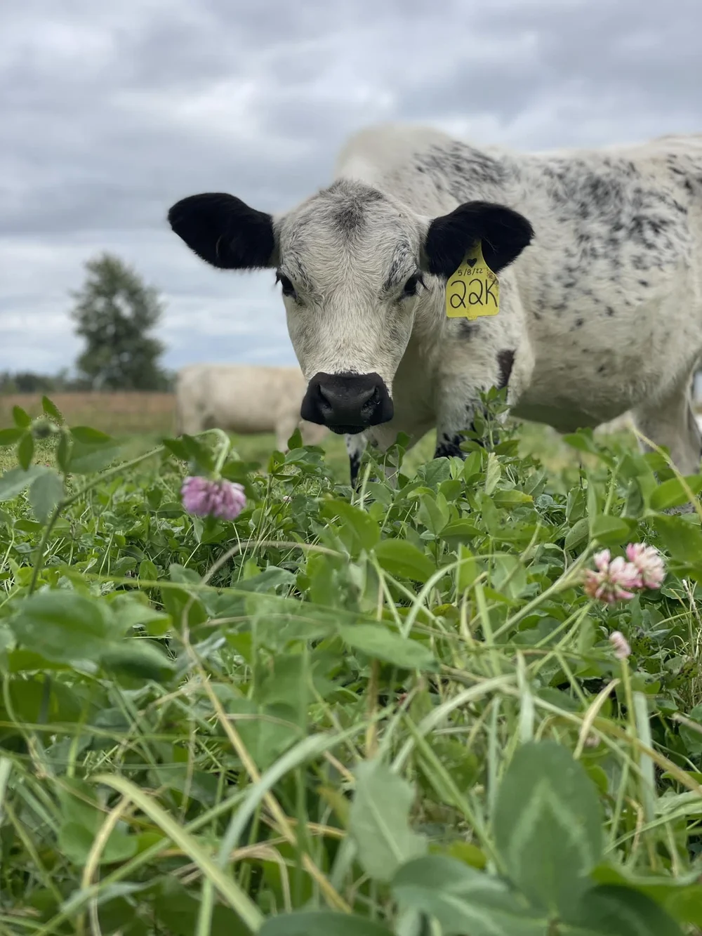 Exploring the Versatility of British White Cattle: A Unique Breed with ...