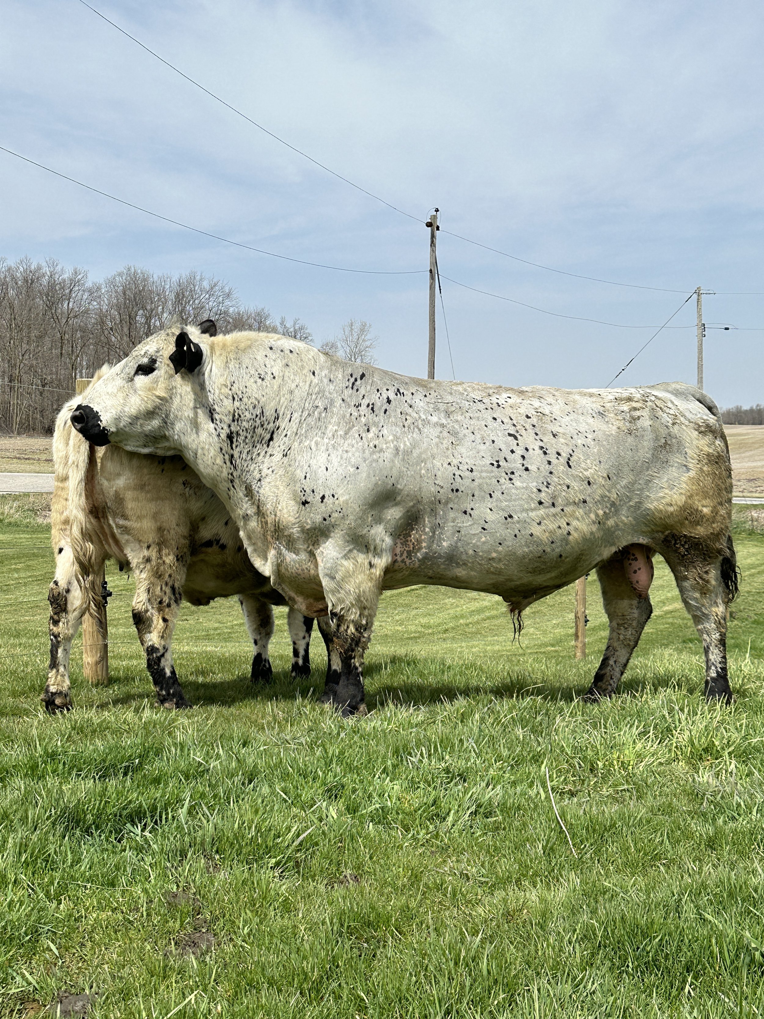 British White Cattle Semen — Black Label Farms