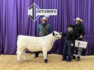 The Ultimate Guide to Fitting Beef Cattle for the Show Ring — Black ...