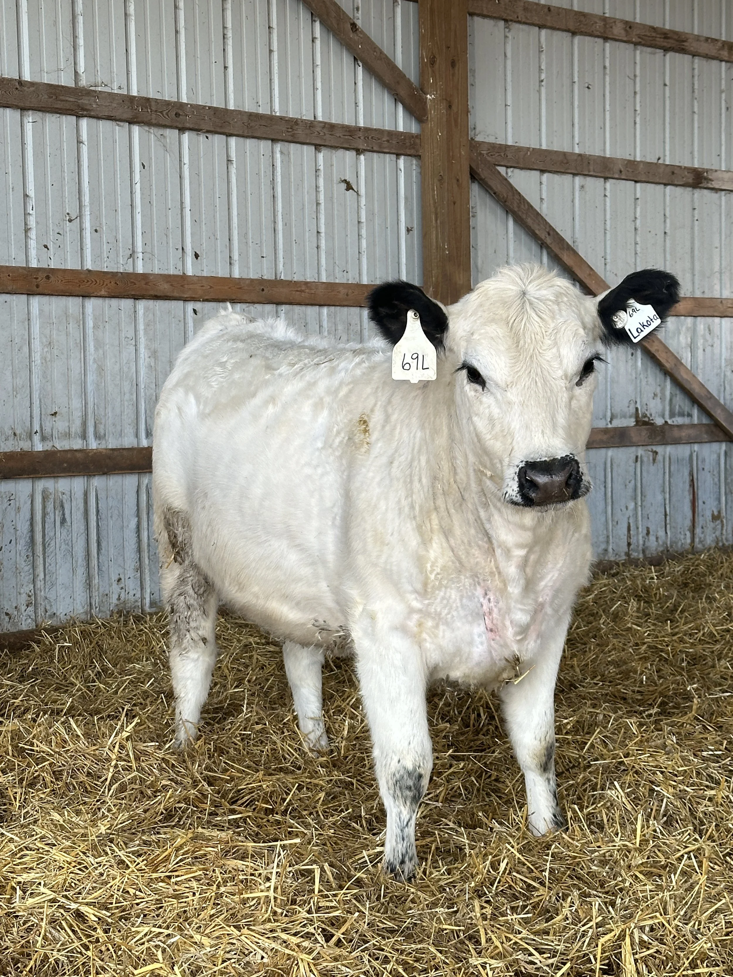 British White Cattle For Sale — Black Label Farms
