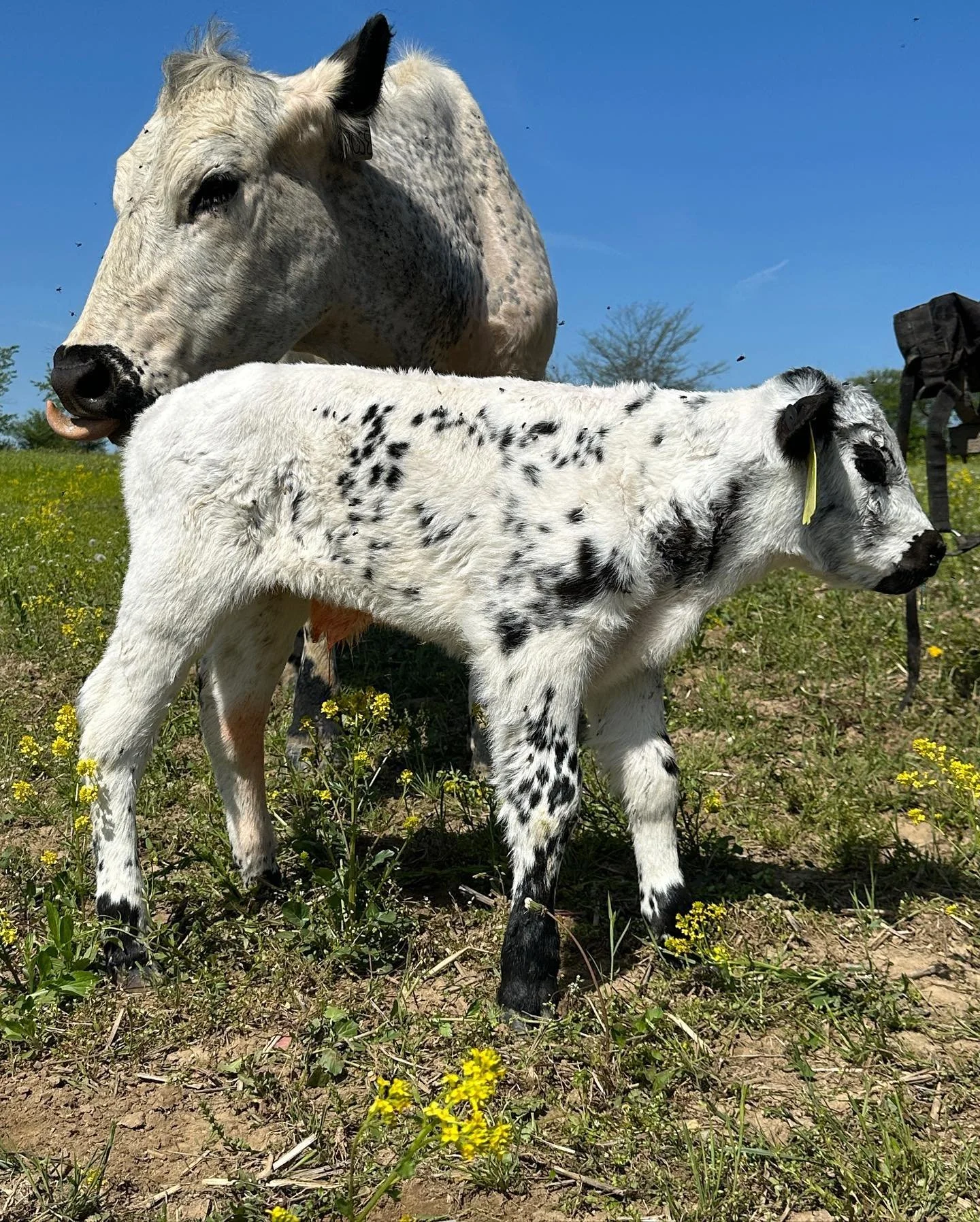 Ins and Outs of Heifer Development — Black Label Farms