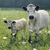 7 Questions About British White Cattle — Black Label Farms
