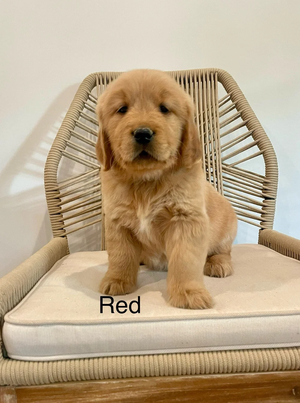 Golden Retriever Puppies for sale