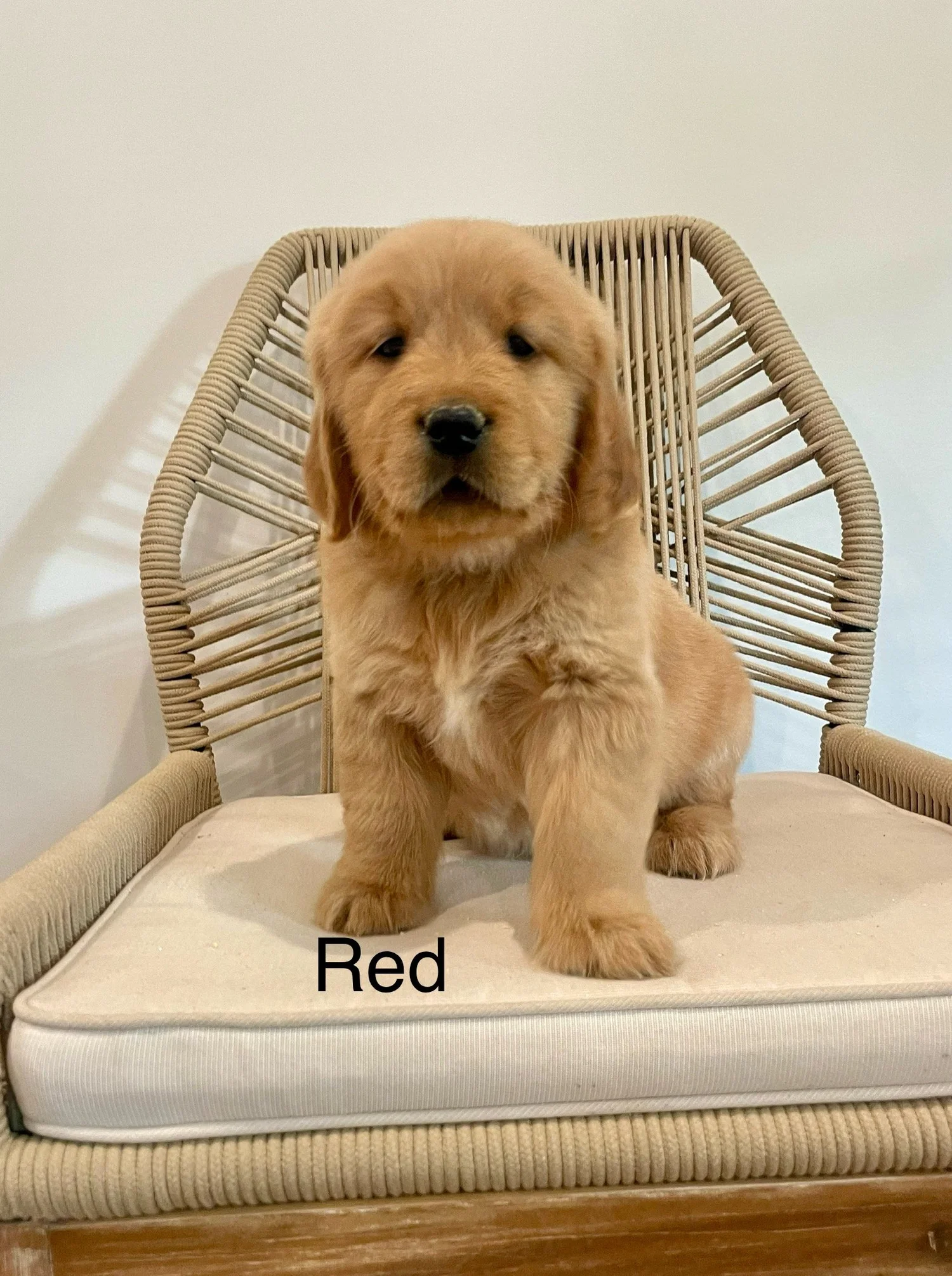 Golden Retriever Puppies for sale