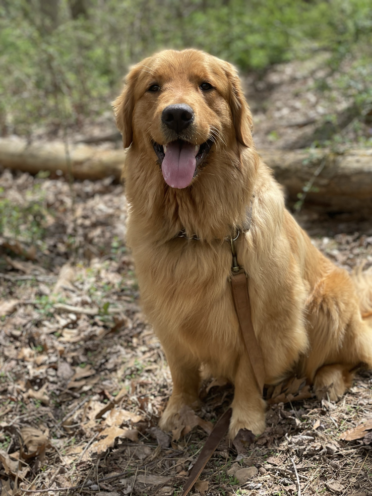 Golden Retrievers — Golden Ticket Puppies