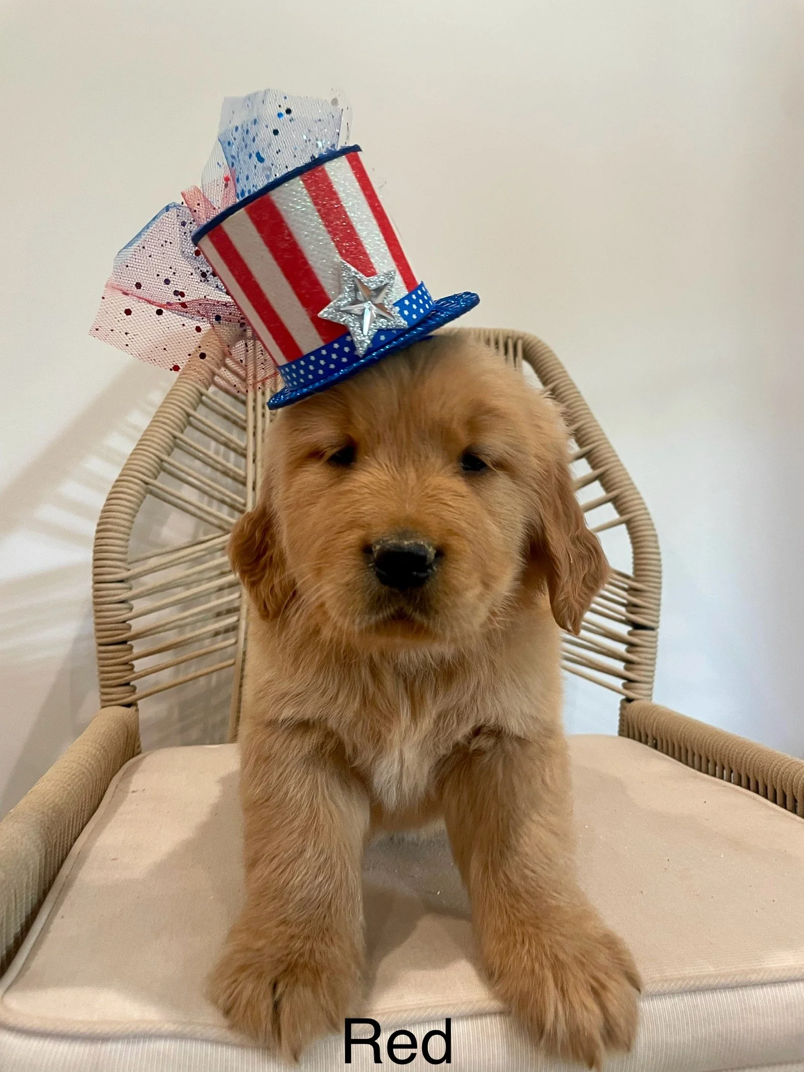 Golden Retriever Puppies for sale