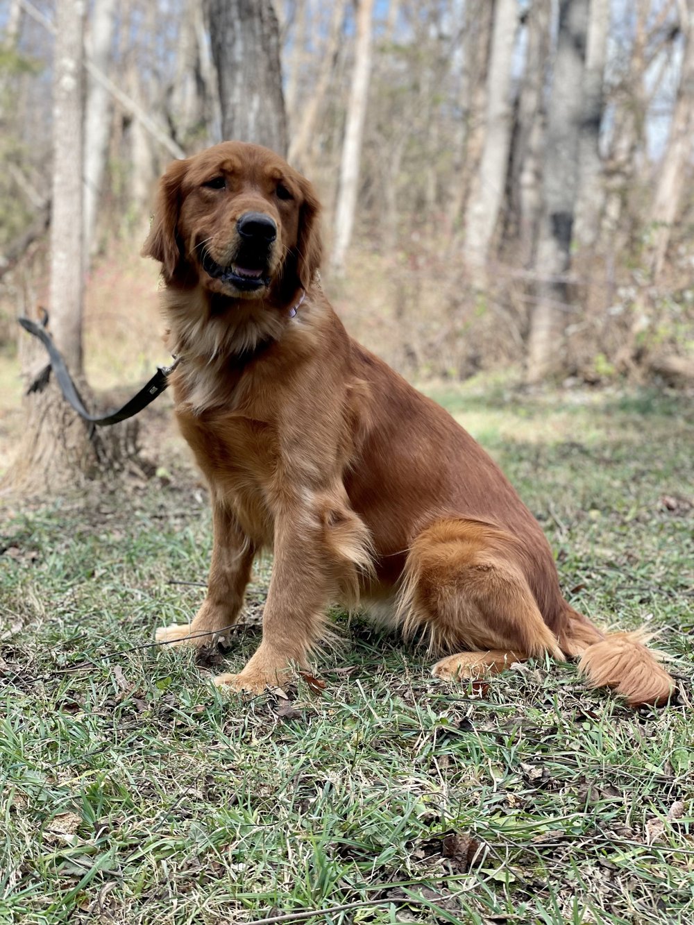 Golden Retrievers — Golden Ticket Puppies