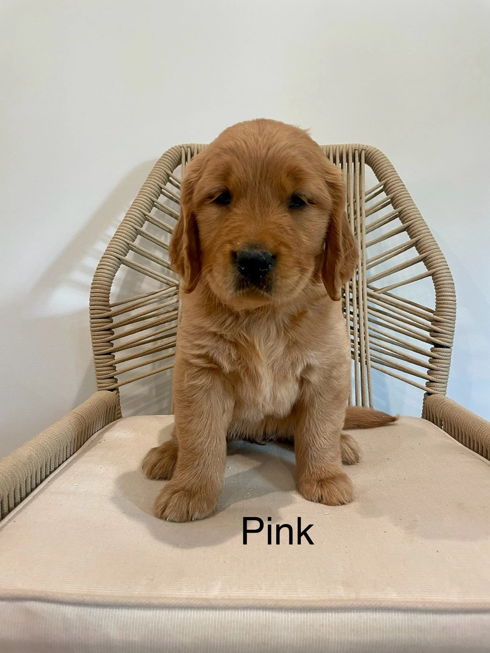 Golden Retriever Puppies for sale