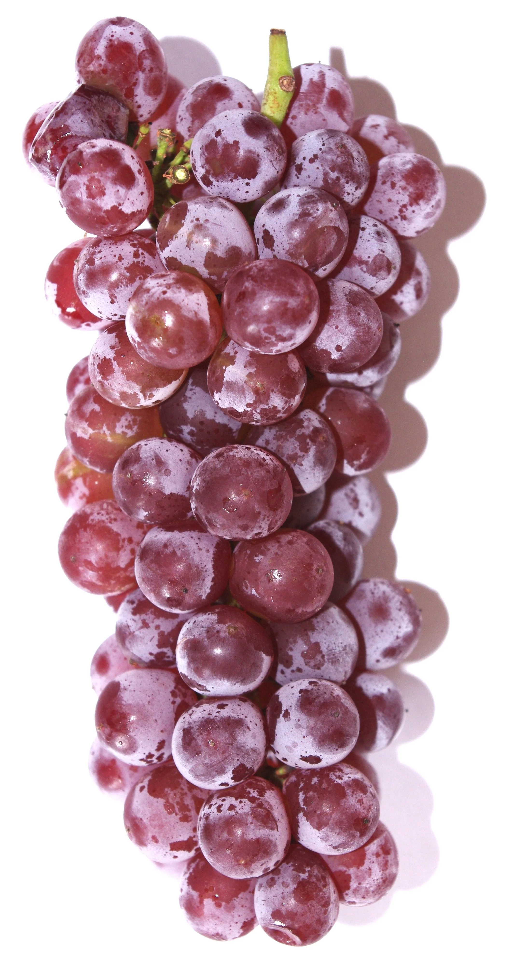 Weird grape spotlight: Delaware and Concord from Chëpìka (Or: Why ...