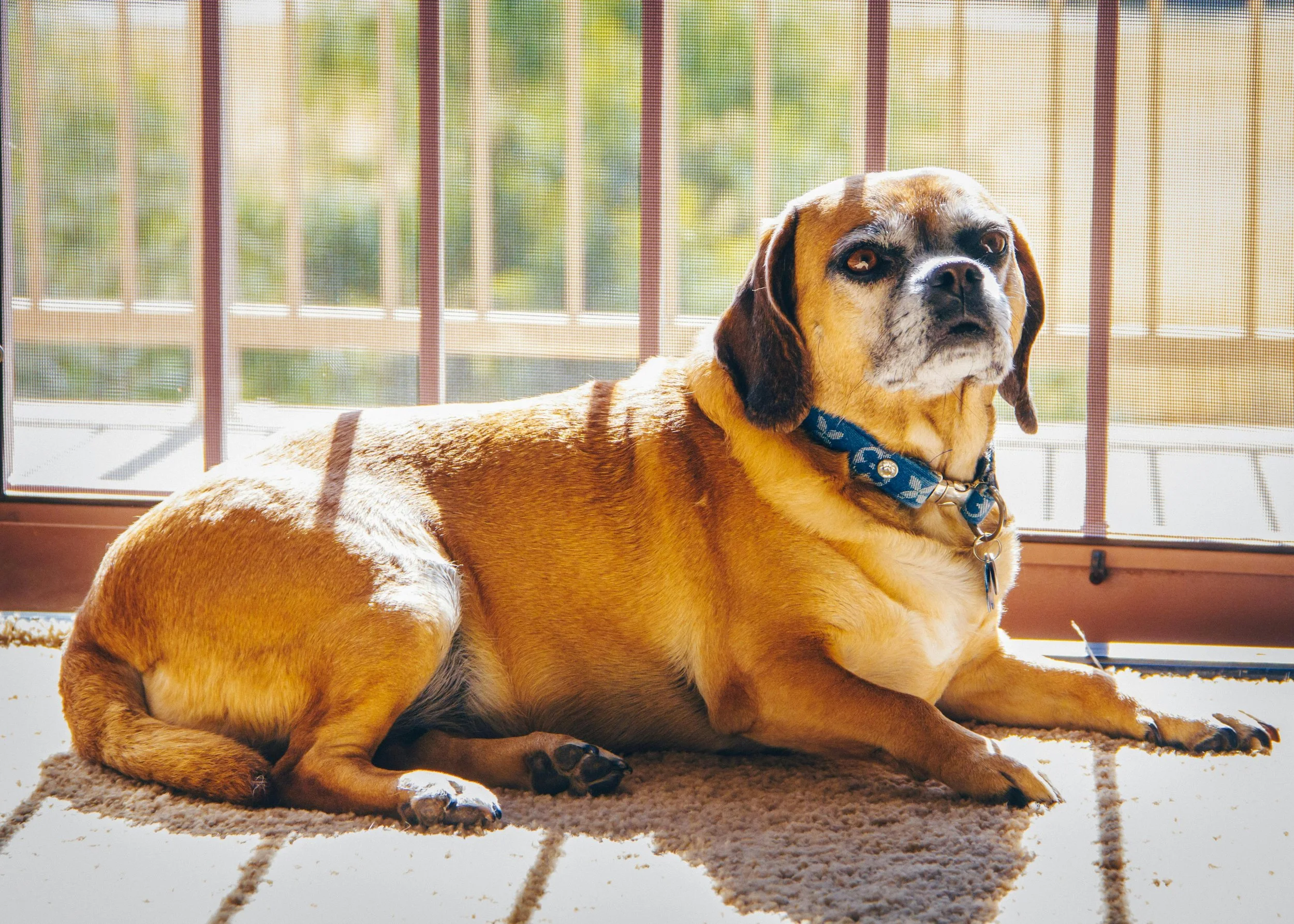 Free Pet Loss Support Group | Worldwide — Forever In My Heart Pet Loss ...