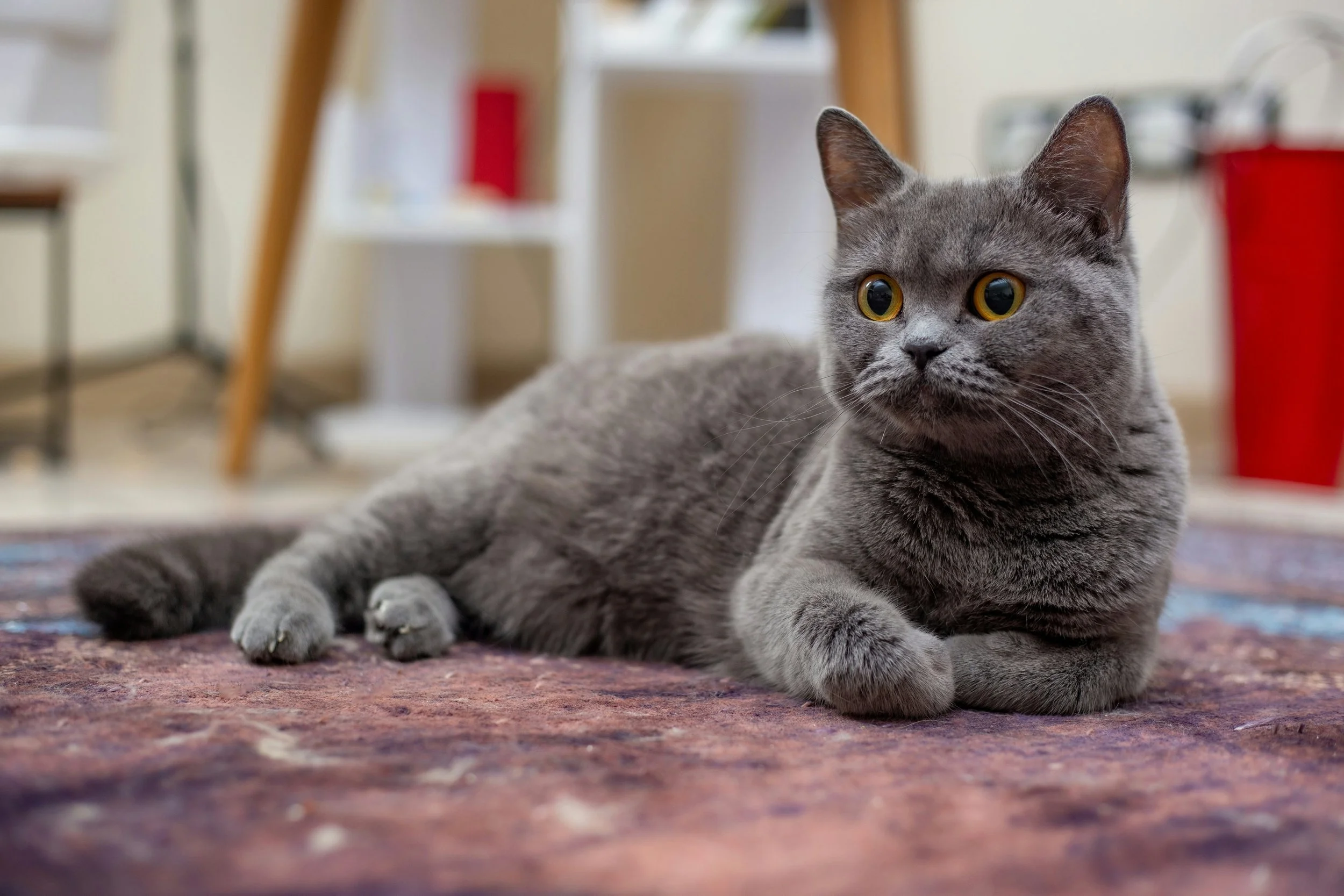 12 Tips to Help In Pet Loss When Missing Your Animal Companion Goes ...