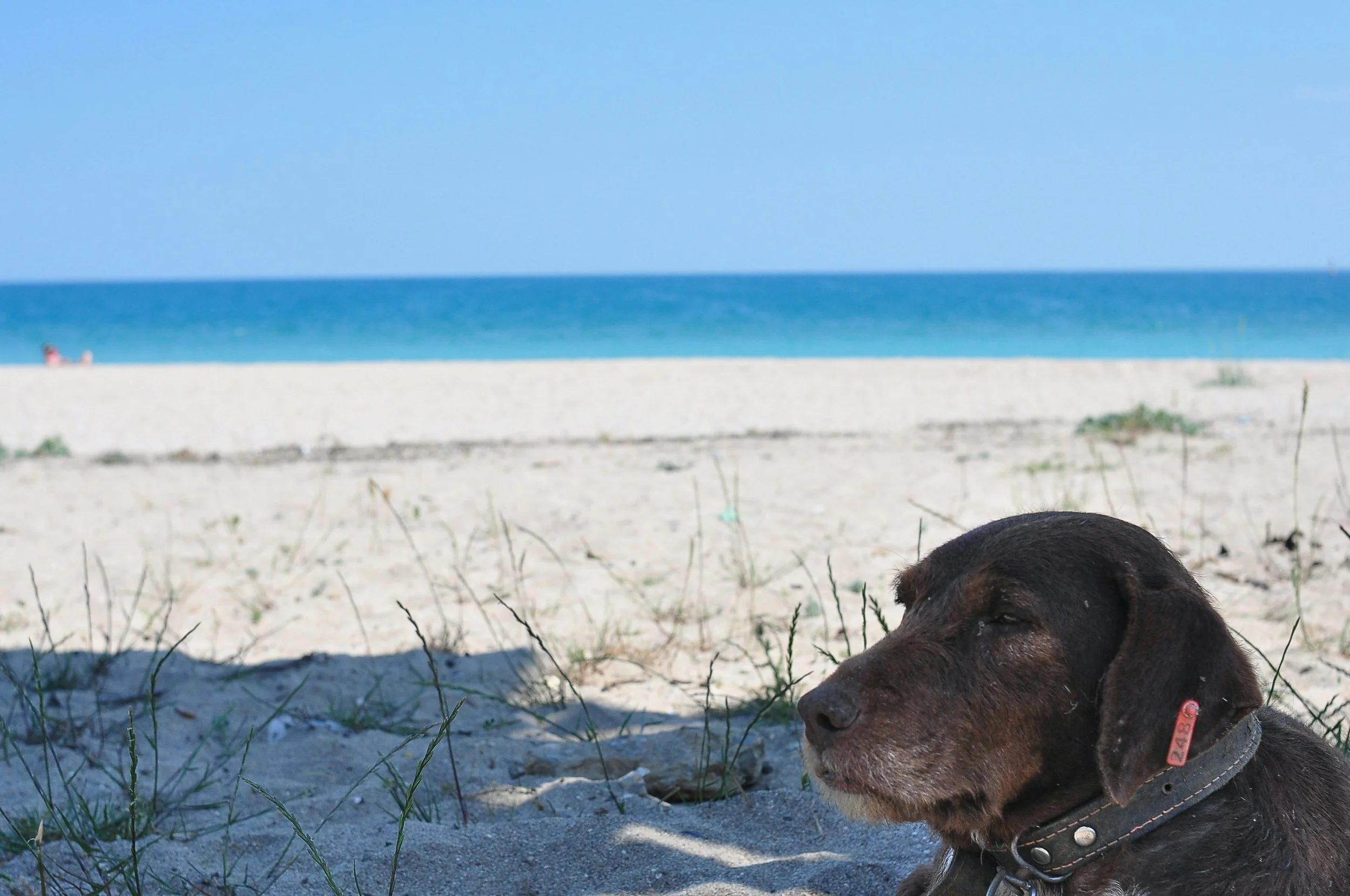 9 Tips - Freefalling In Pet Loss Grief and Why It Happens — Forever In ...
